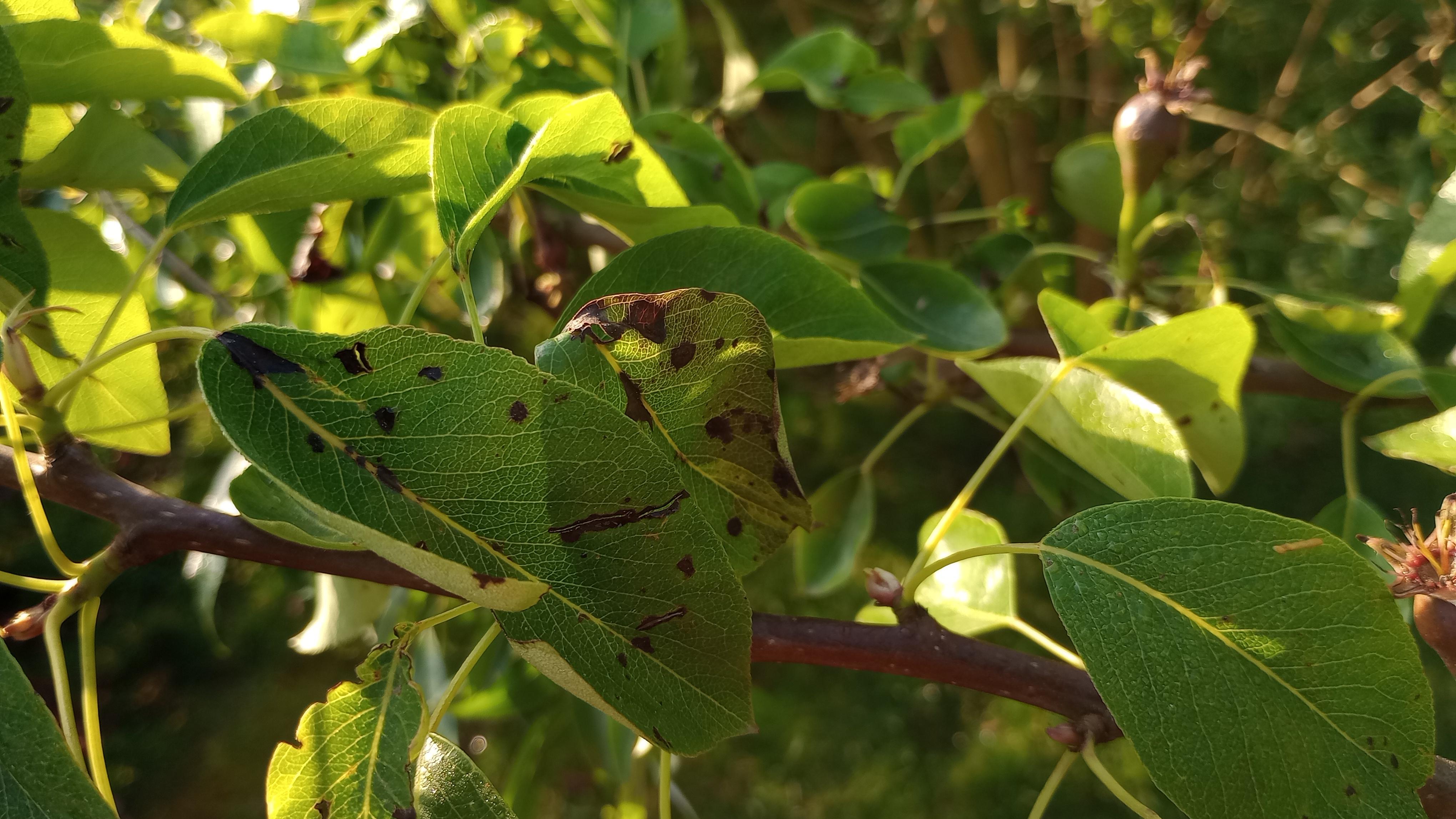 Pear tree under attack | Scrolller