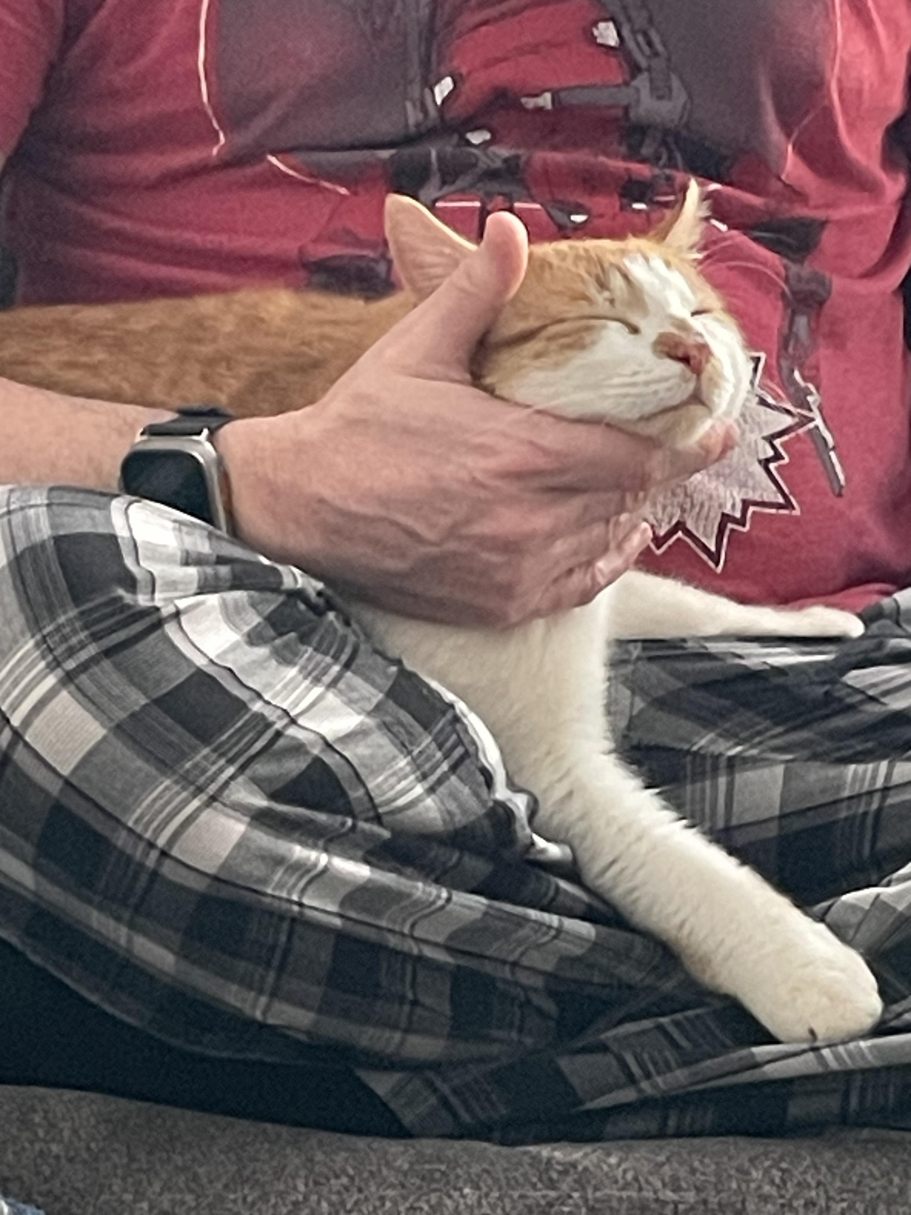 We took in a stray cat. He hasn’t quite figured out how to sit on laps yet but he sure does ...