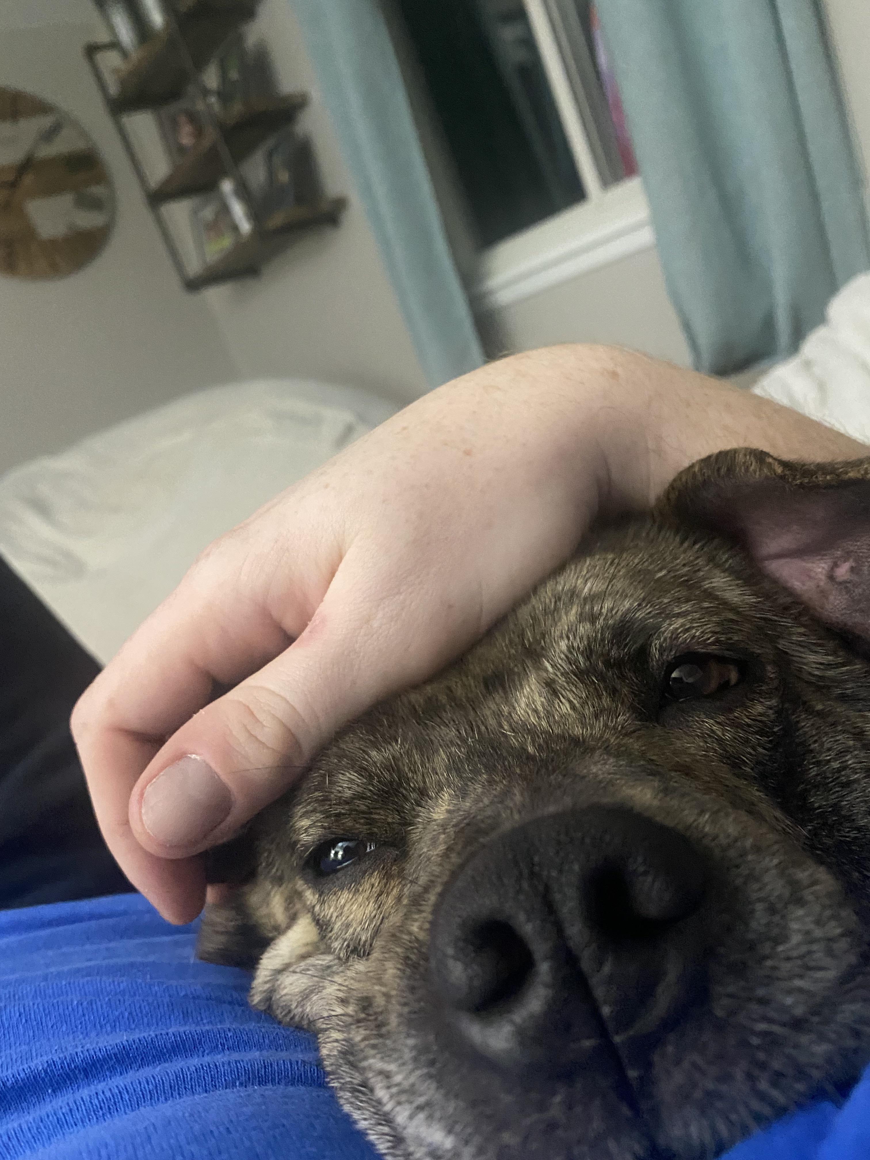 (OC) Begging for pets. | Scrolller