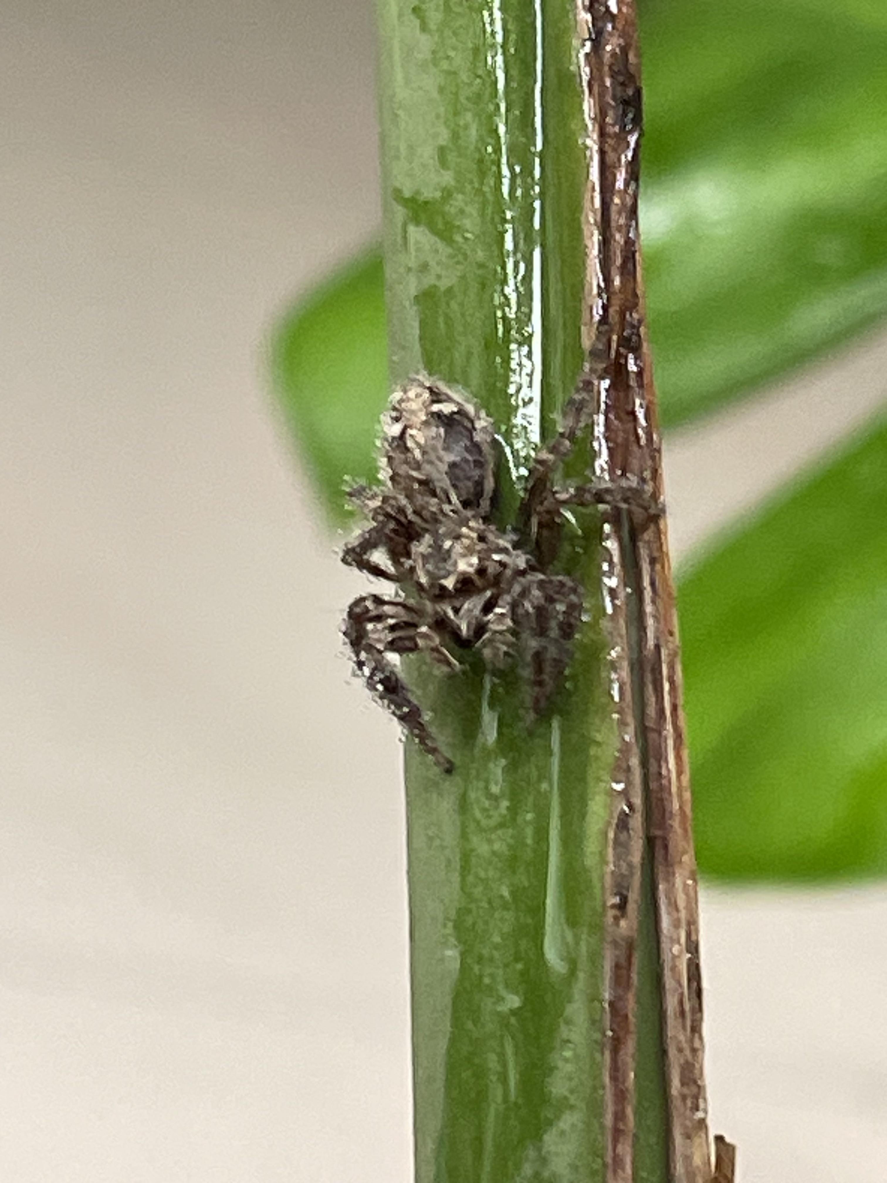 This cute spider is always on my monstera. What kinda spidy is she/he ? | Scrolller