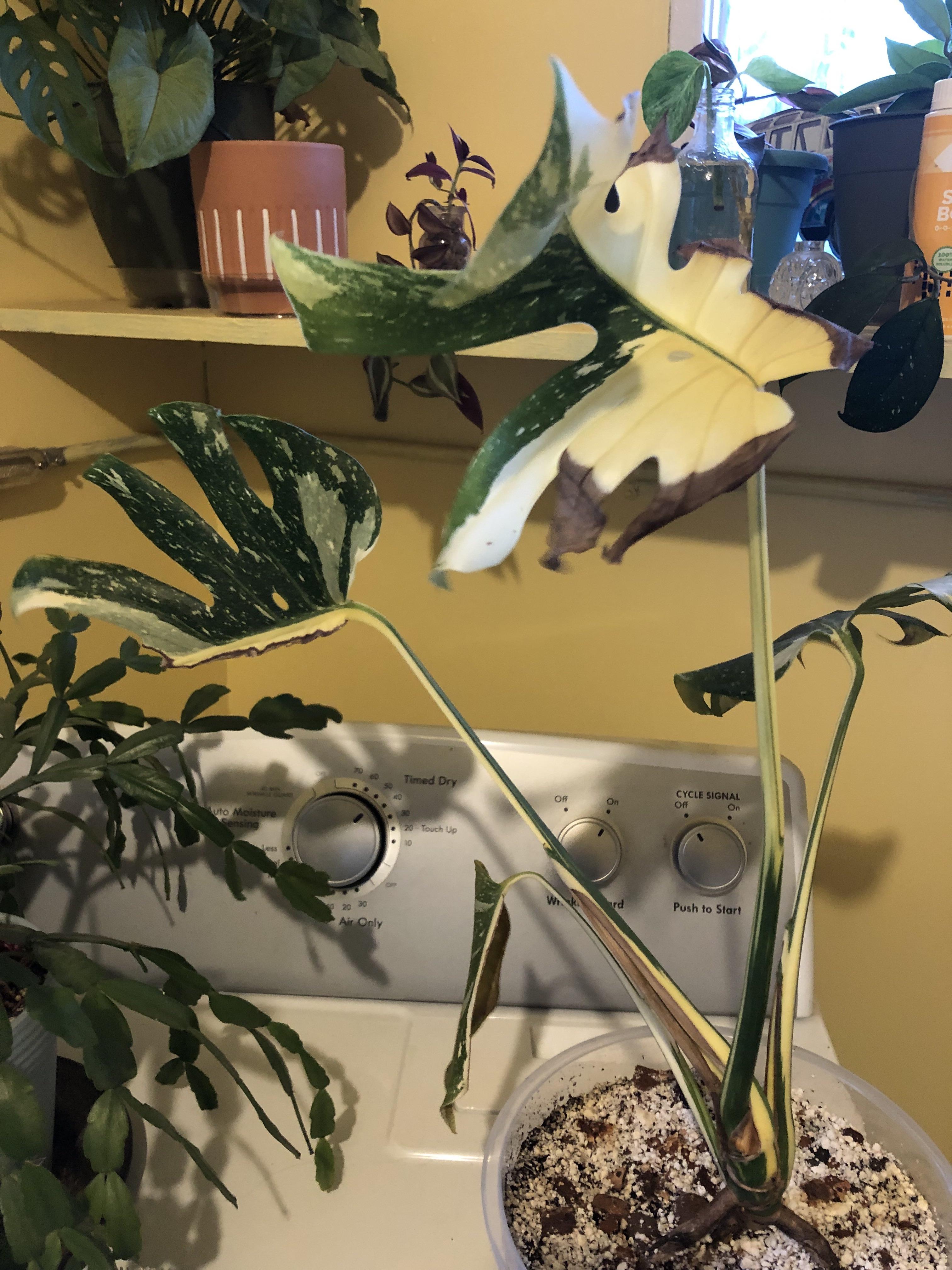 Thai Monstera Help!! | Scrolller