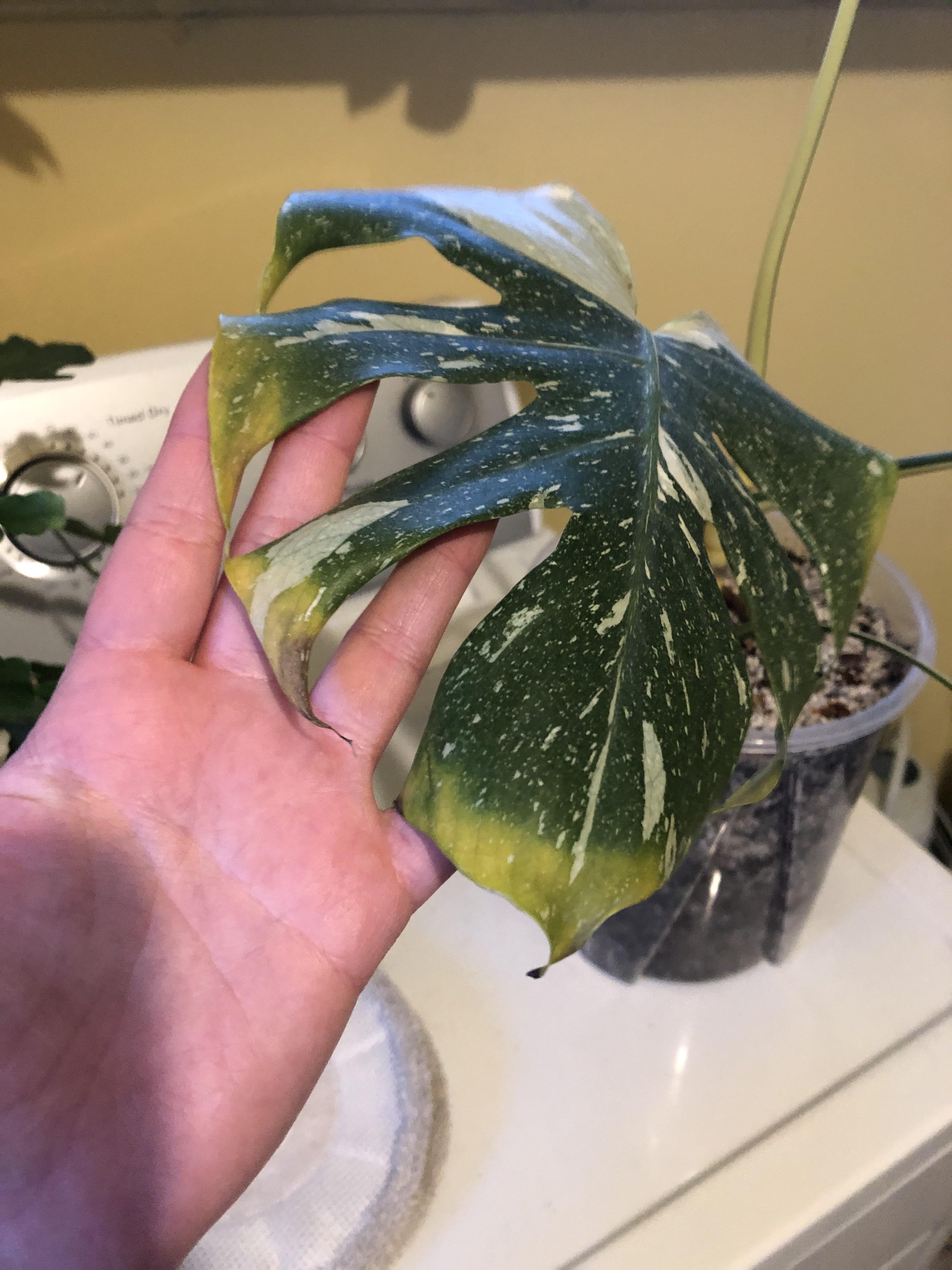 Thai Monstera Help!! | Scrolller