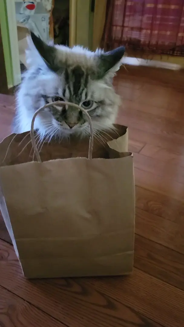 Old bag head Hank | Scrolller