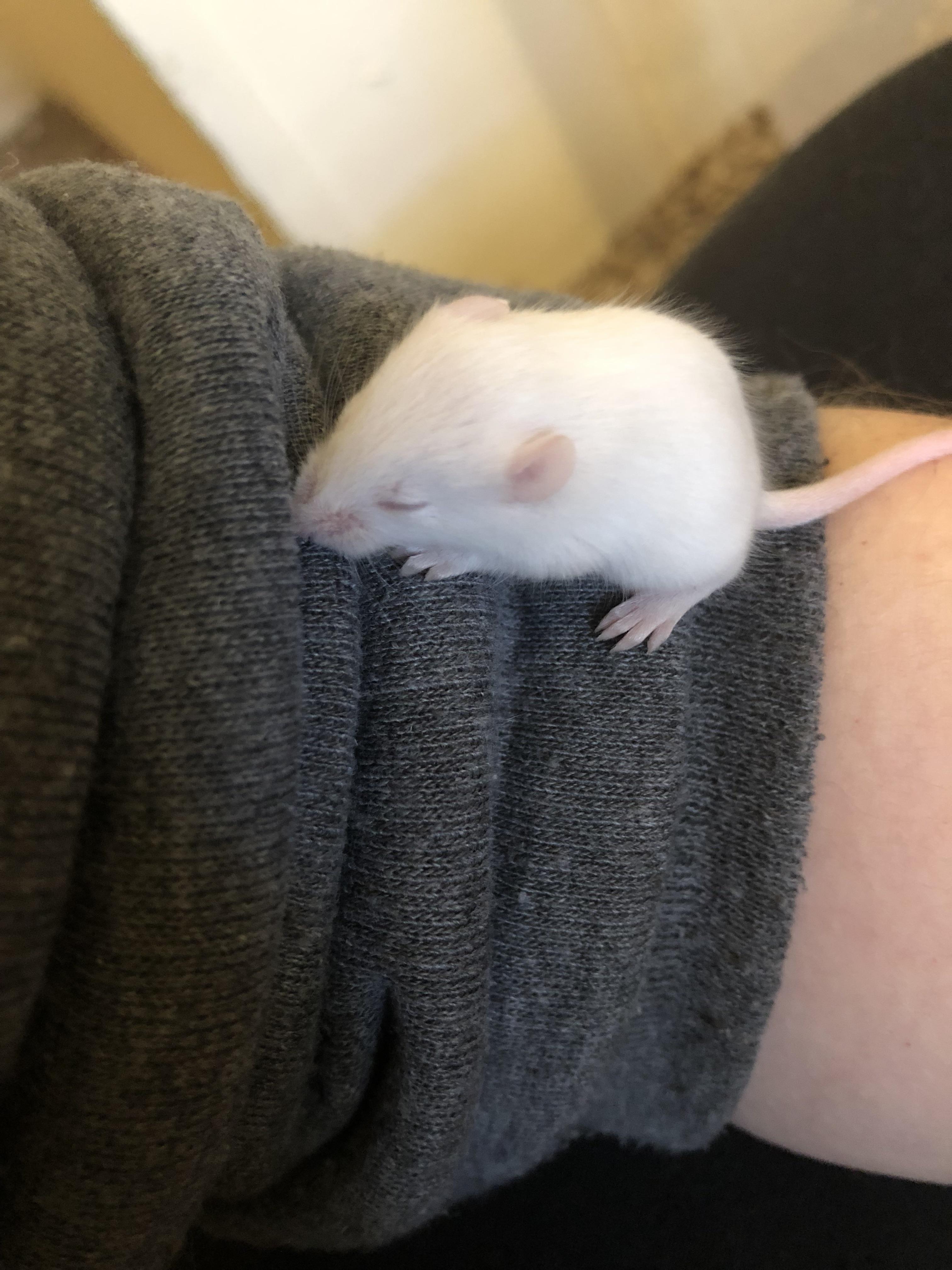 Some of my many mice,and some of my favorite pictures | Scrolller