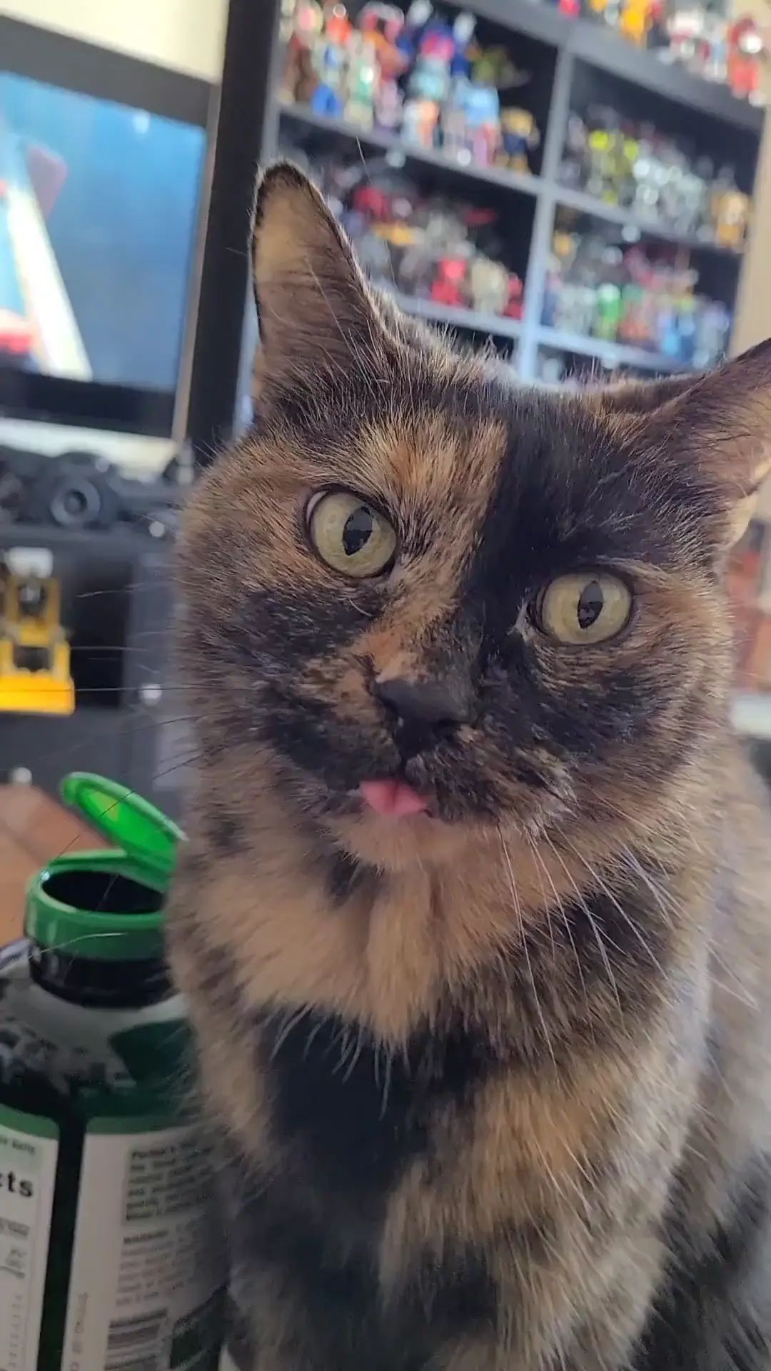 Discover more like Blep: Olive showing off her blep and Related Content | Scrolller