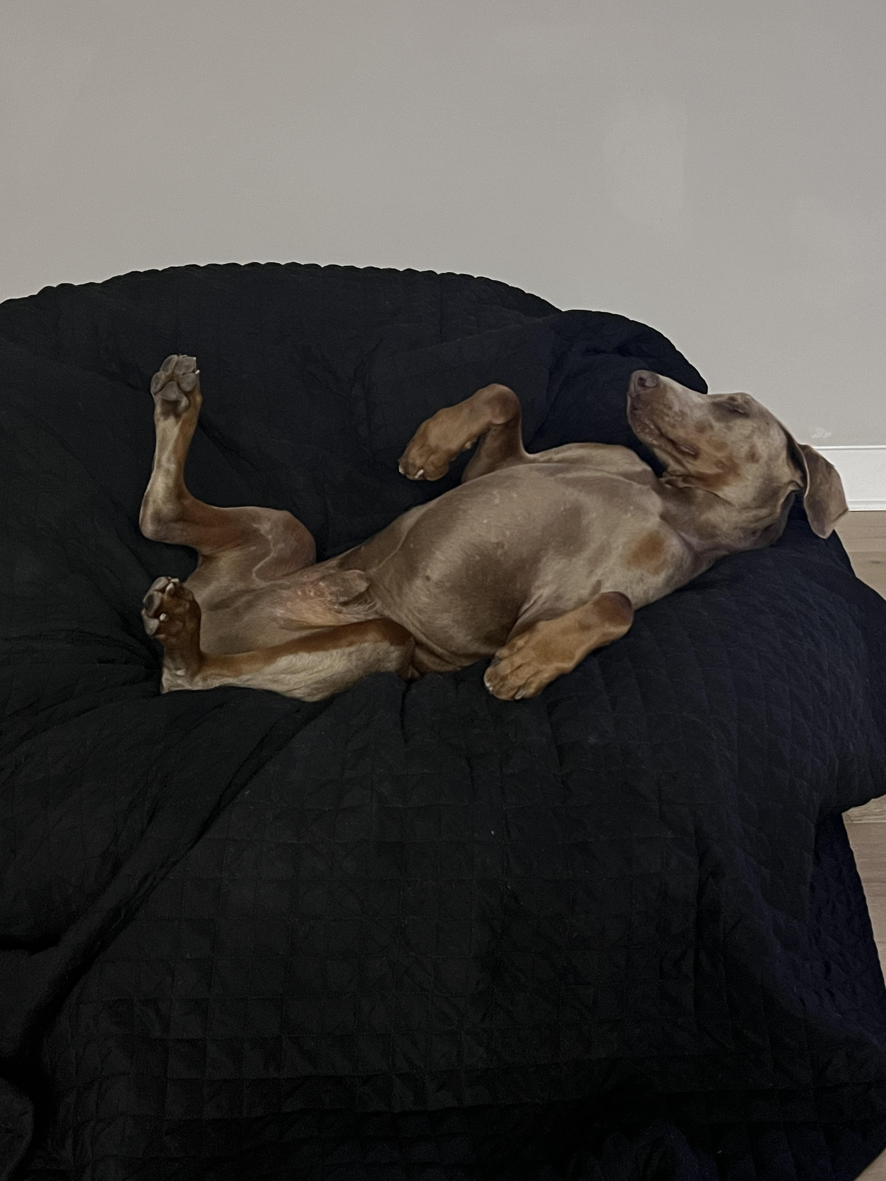 Oliver chillaxing | Scrolller