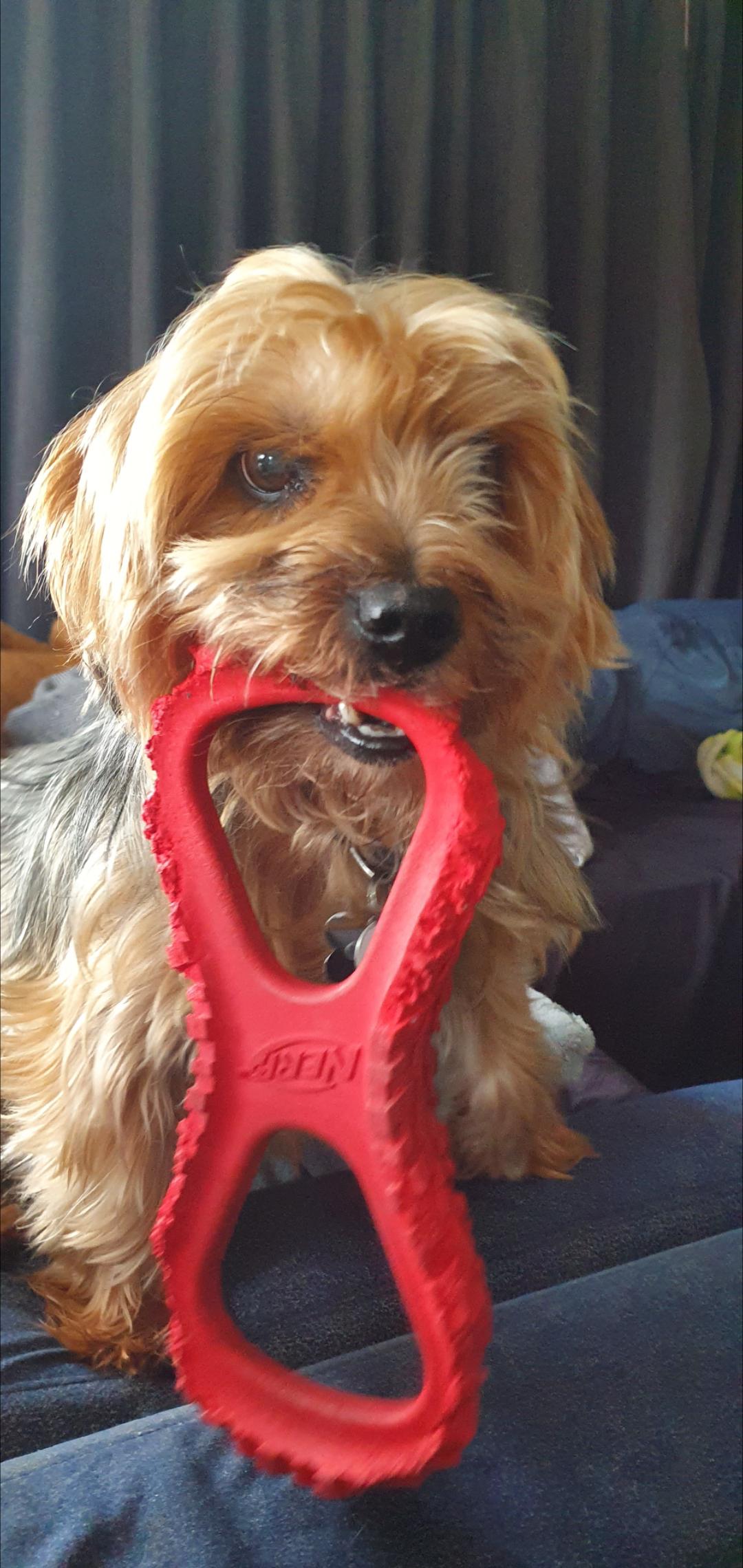 Letting us know it's time to play. love these little trouble makers | Scrolller