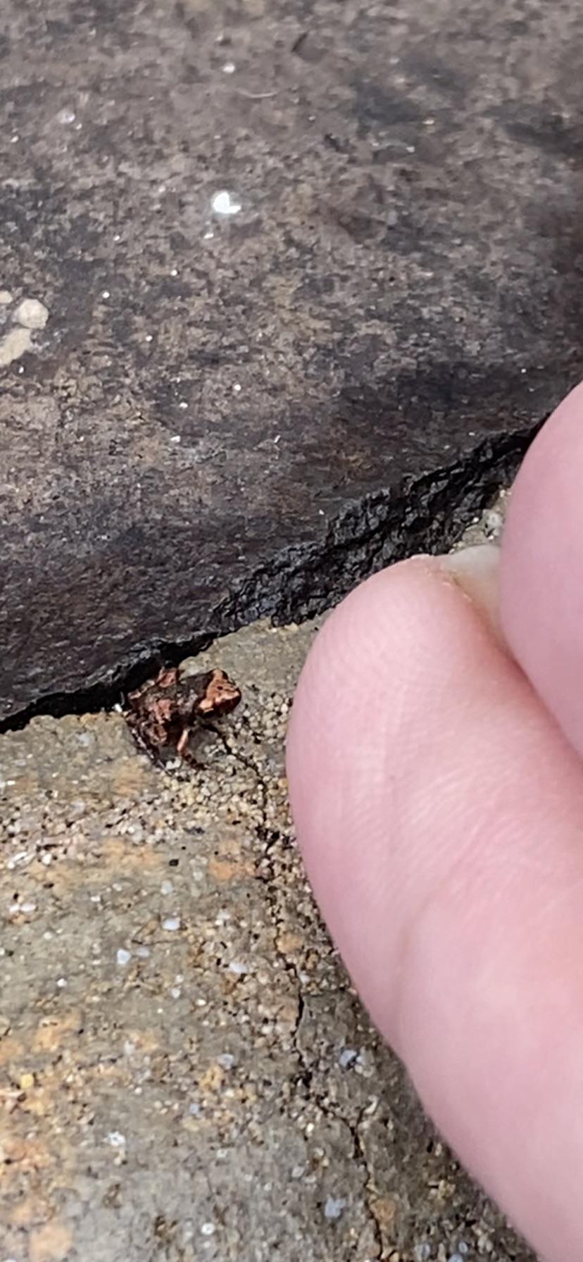 I made a new teeny, tiny friend | Scrolller