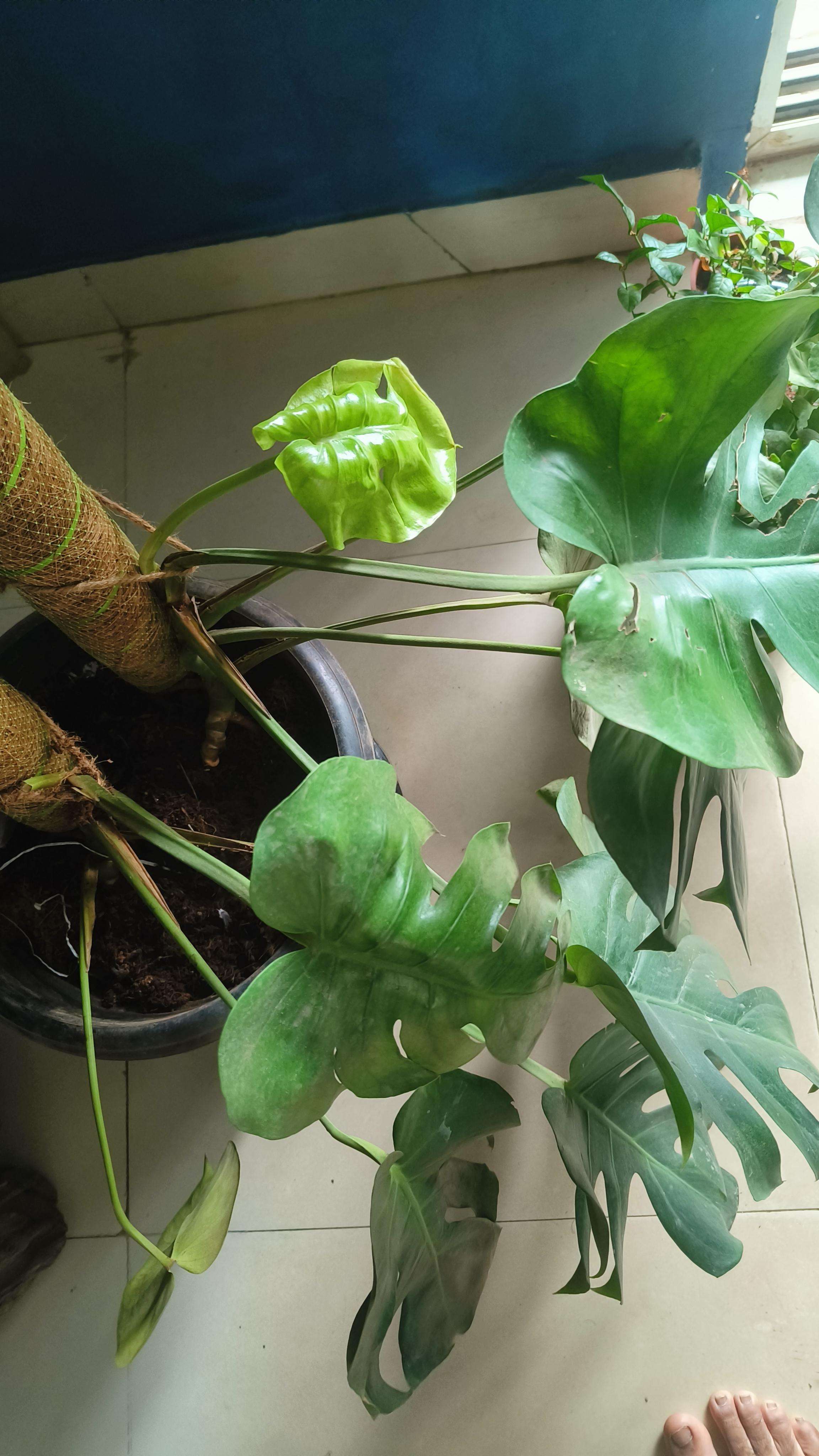 What's wrong with my monstera? | Scrolller