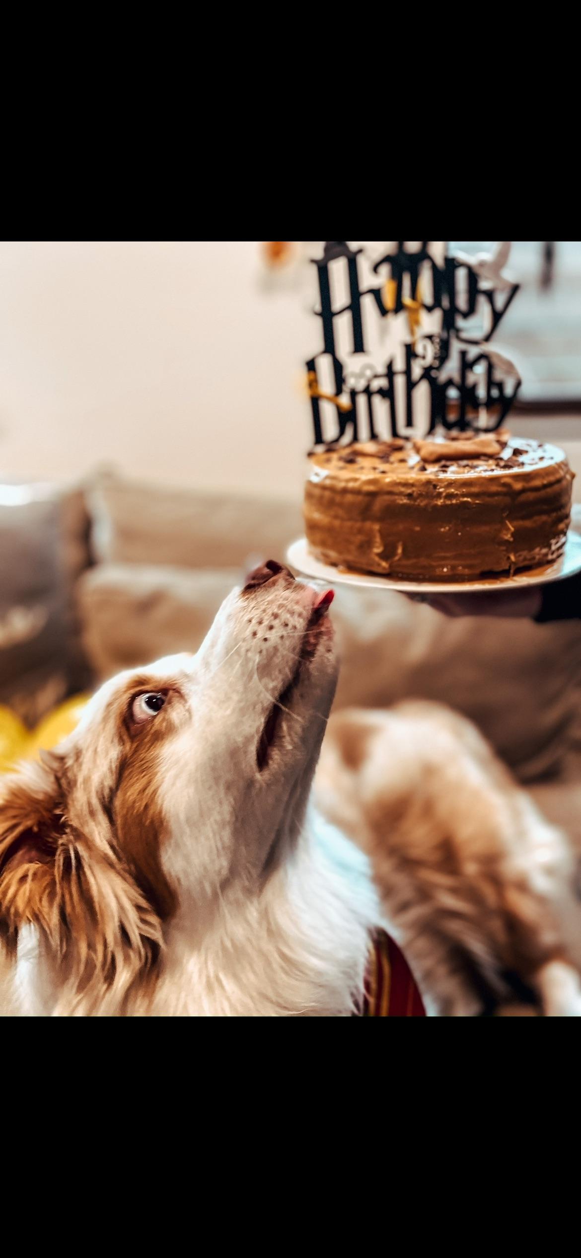 HP themed 🐶 bday | Scrolller