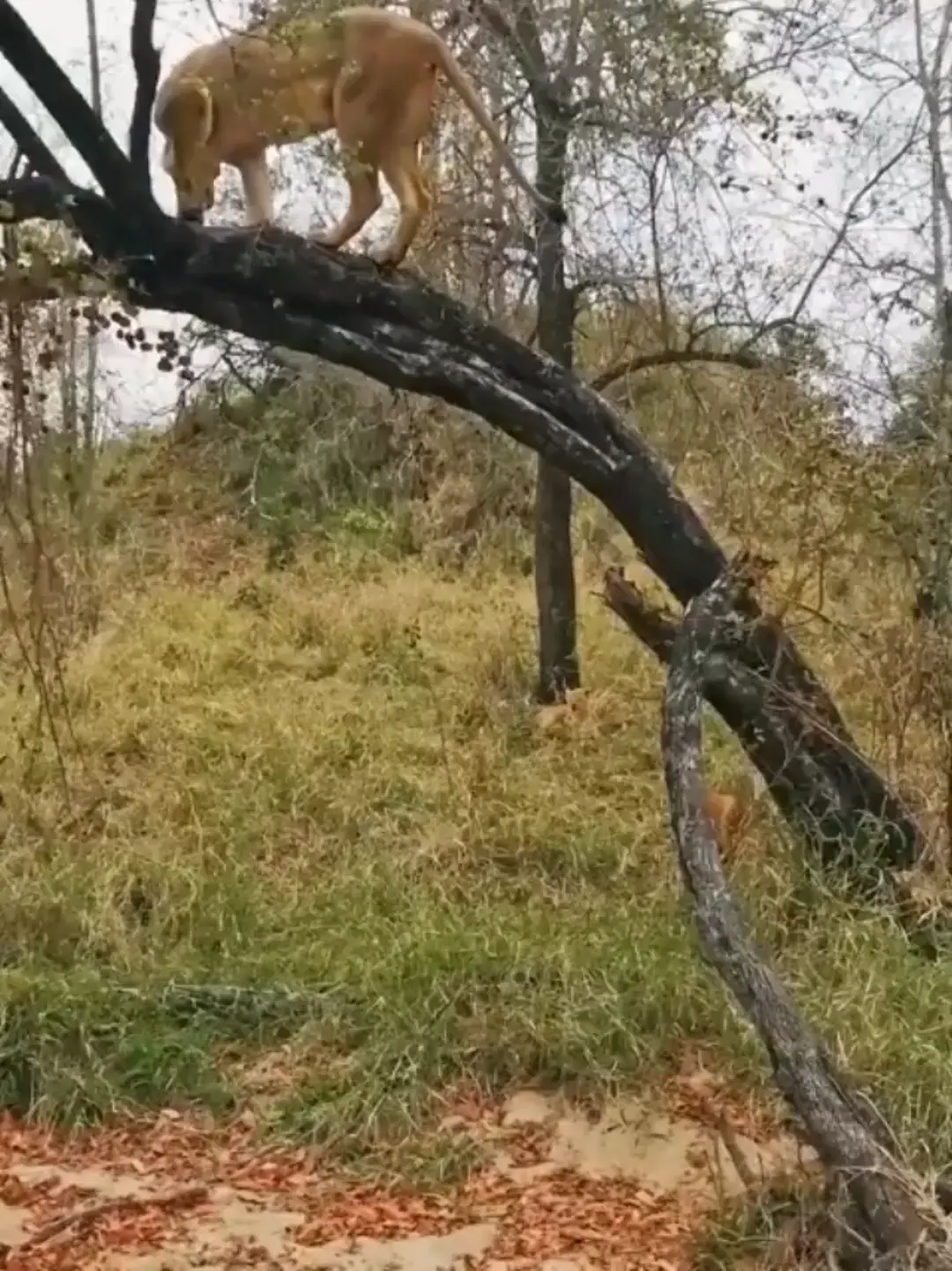 On today's lesson plan: climbing trees | Scrolller