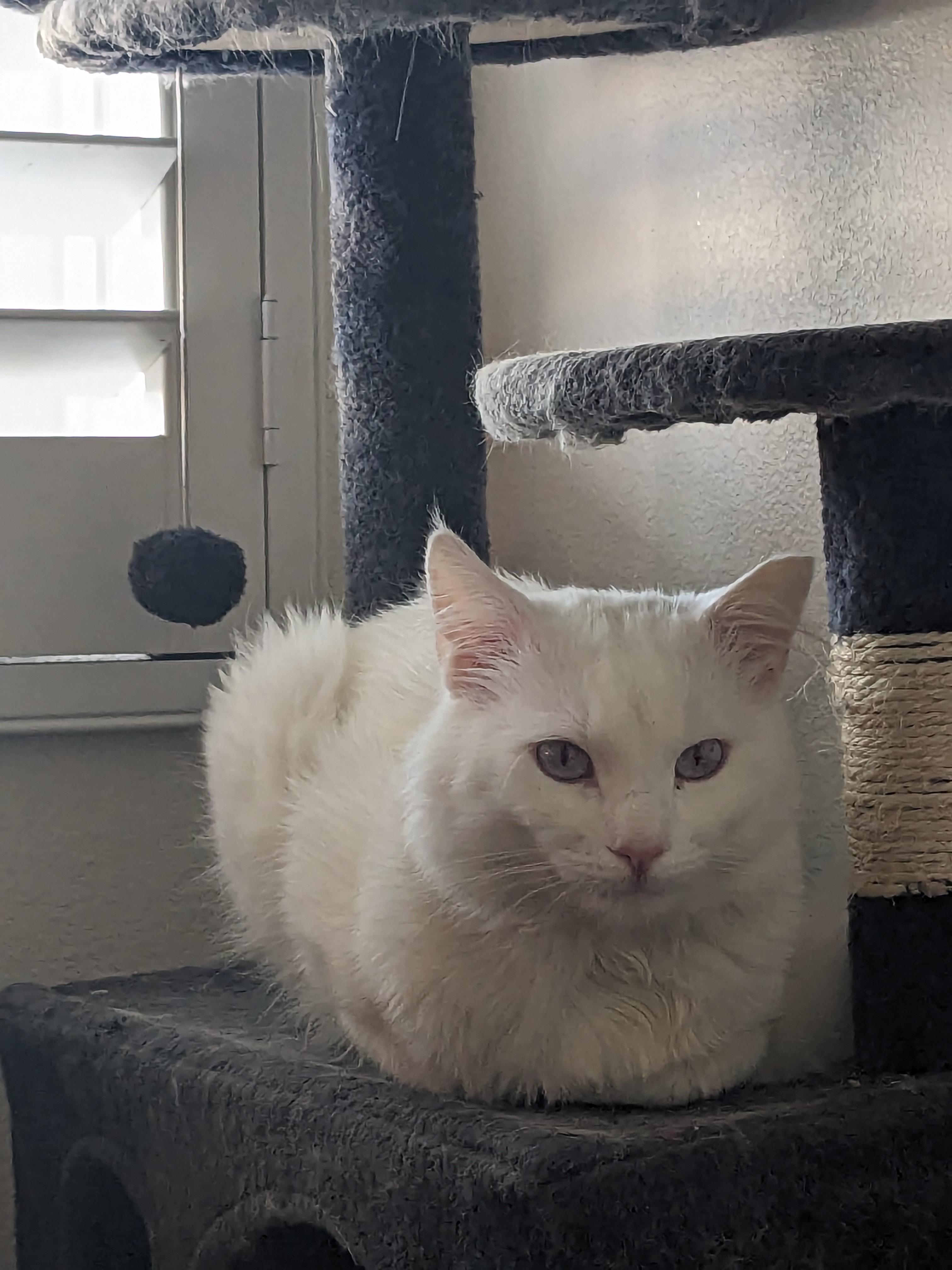 Floofy loaf | Scrolller