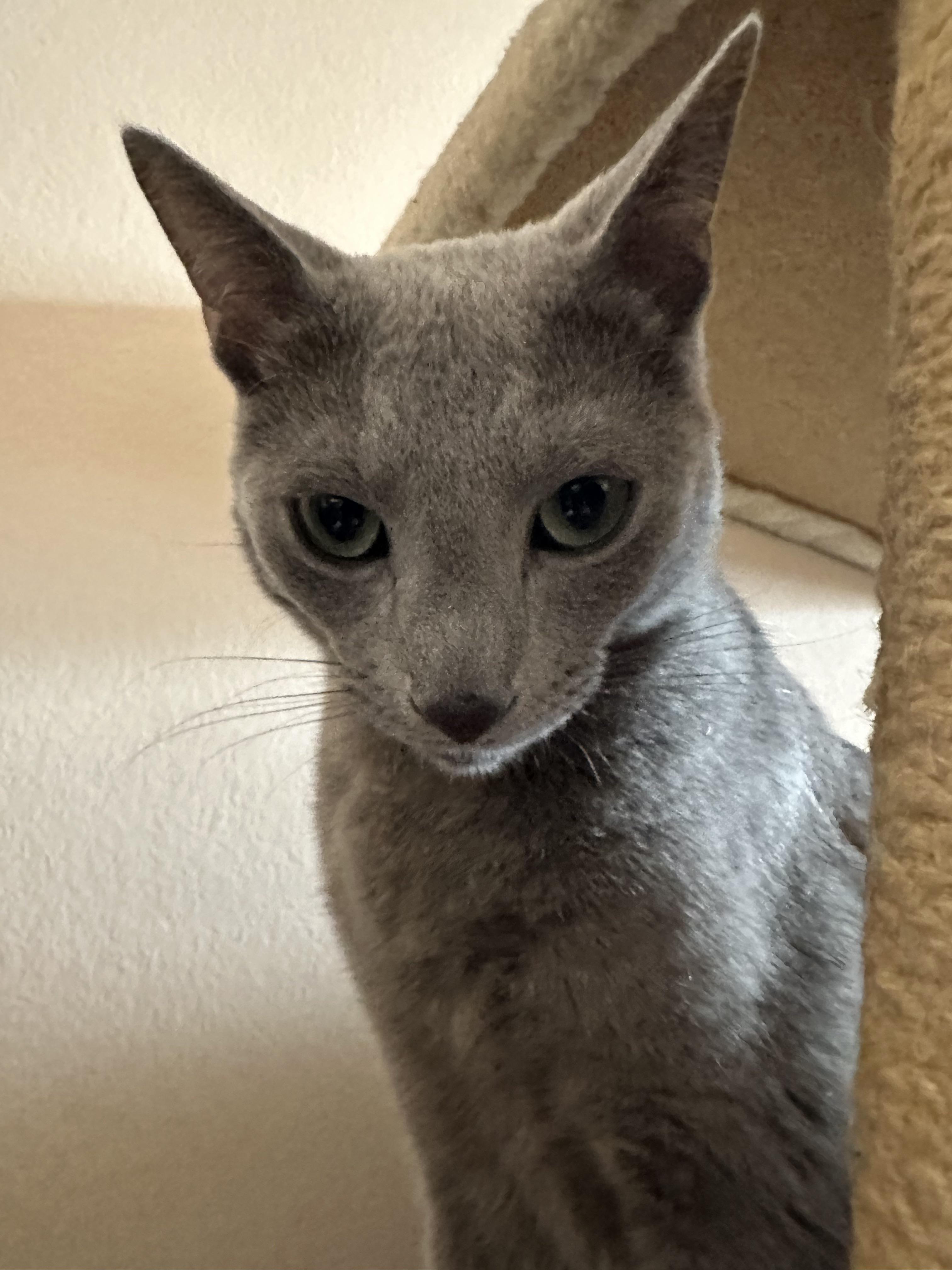 One very intelligent alien cat | Scrolller