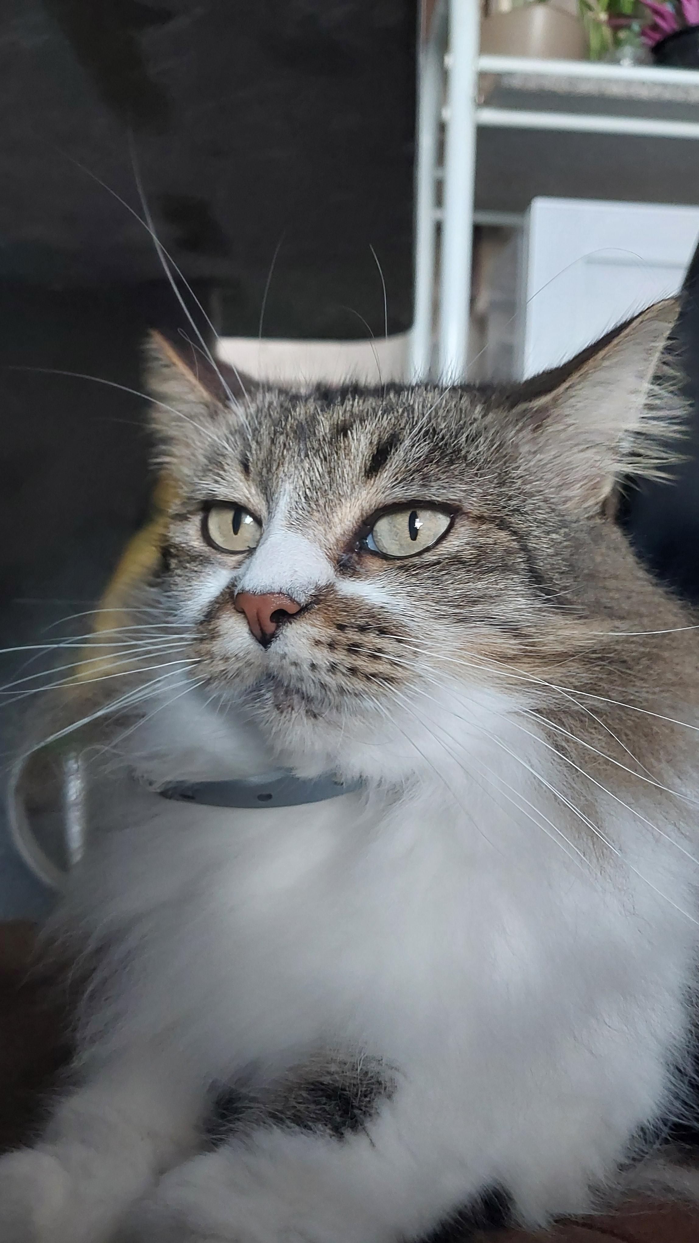 Lola judgment stare | Scrolller