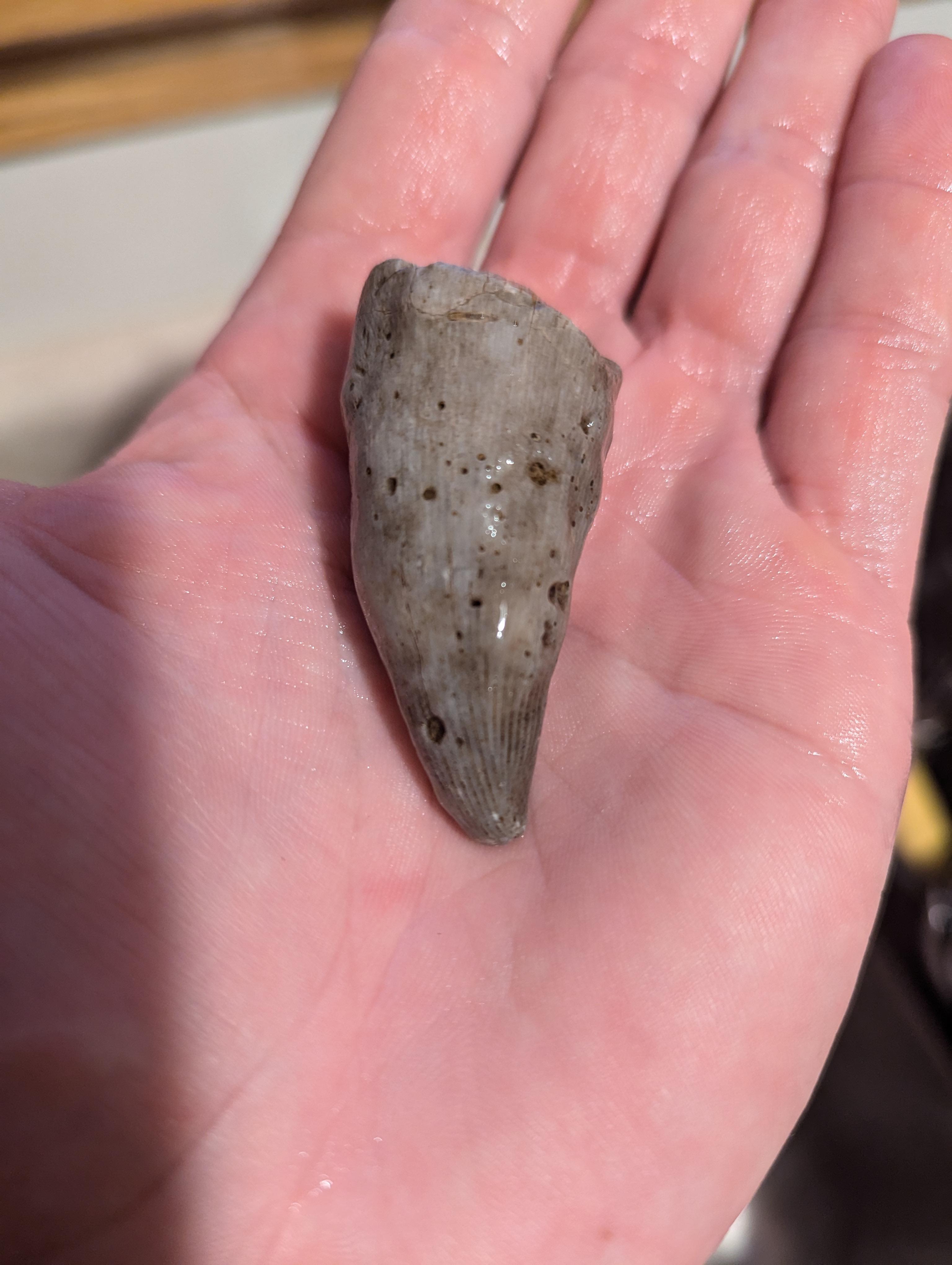 SW Wisconsin Tooth? | Scrolller