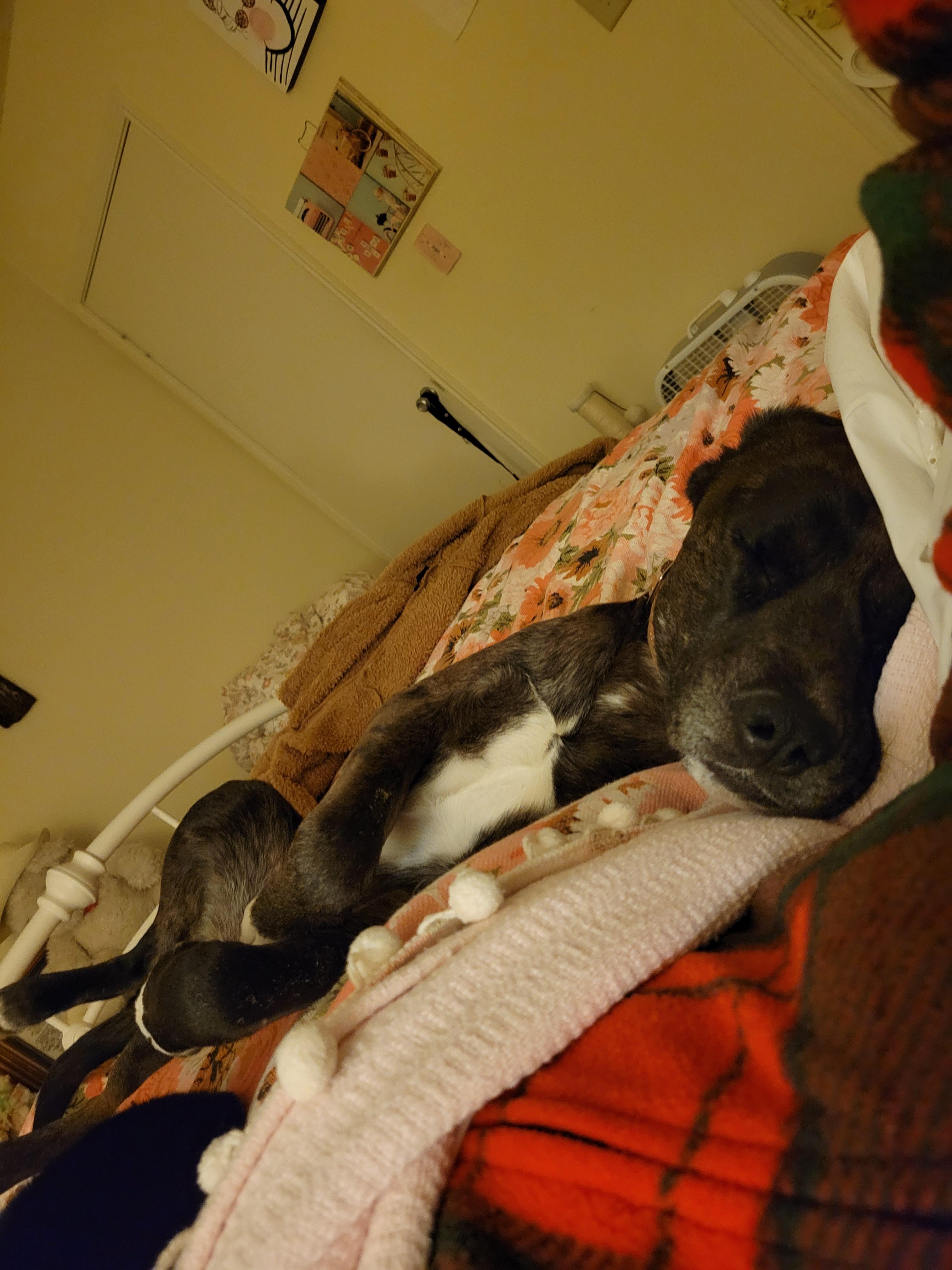 A few pics of my dog Otis 🥹🩵 | Scrolller