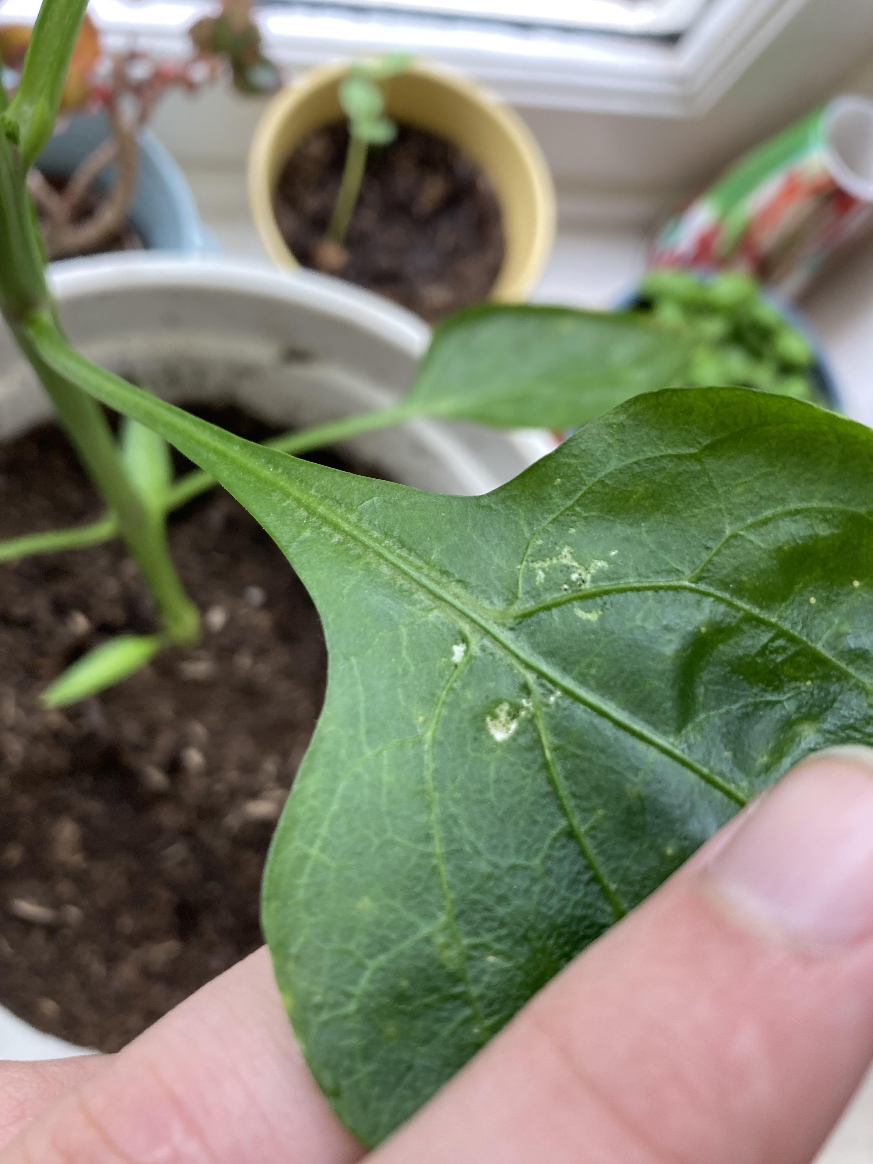 What are these black spots? | Scrolller