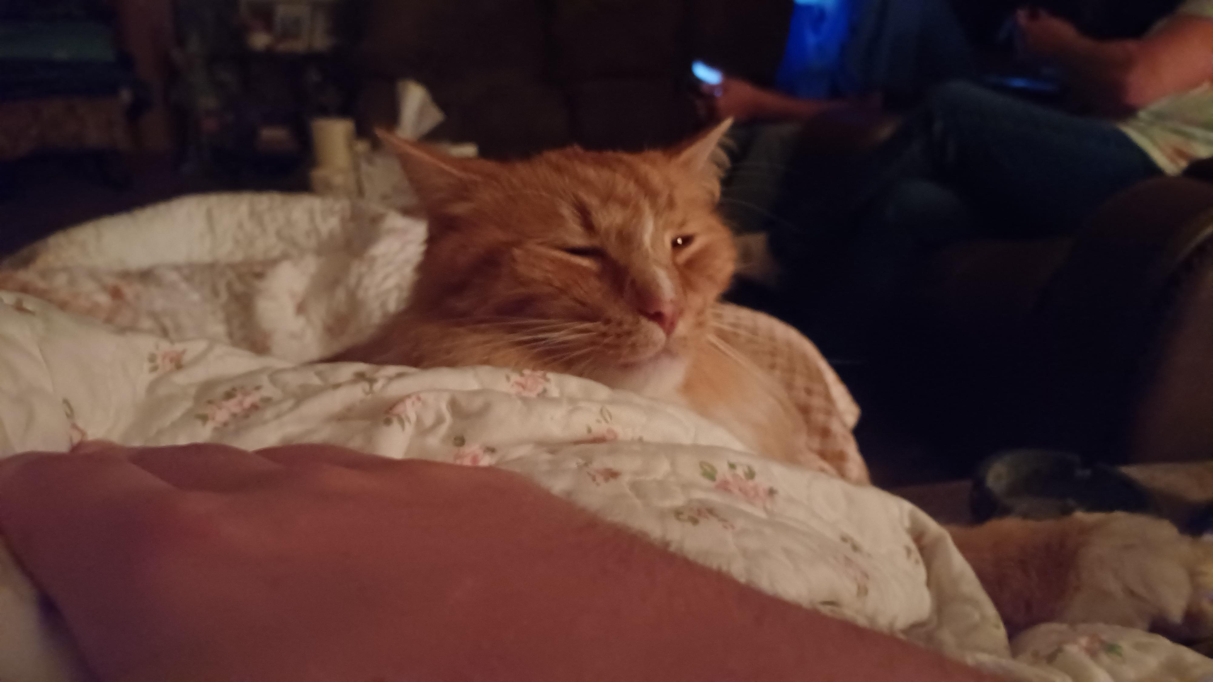 Discover more like Cats: Garfield and Cosmo and Related Content | Scrolller