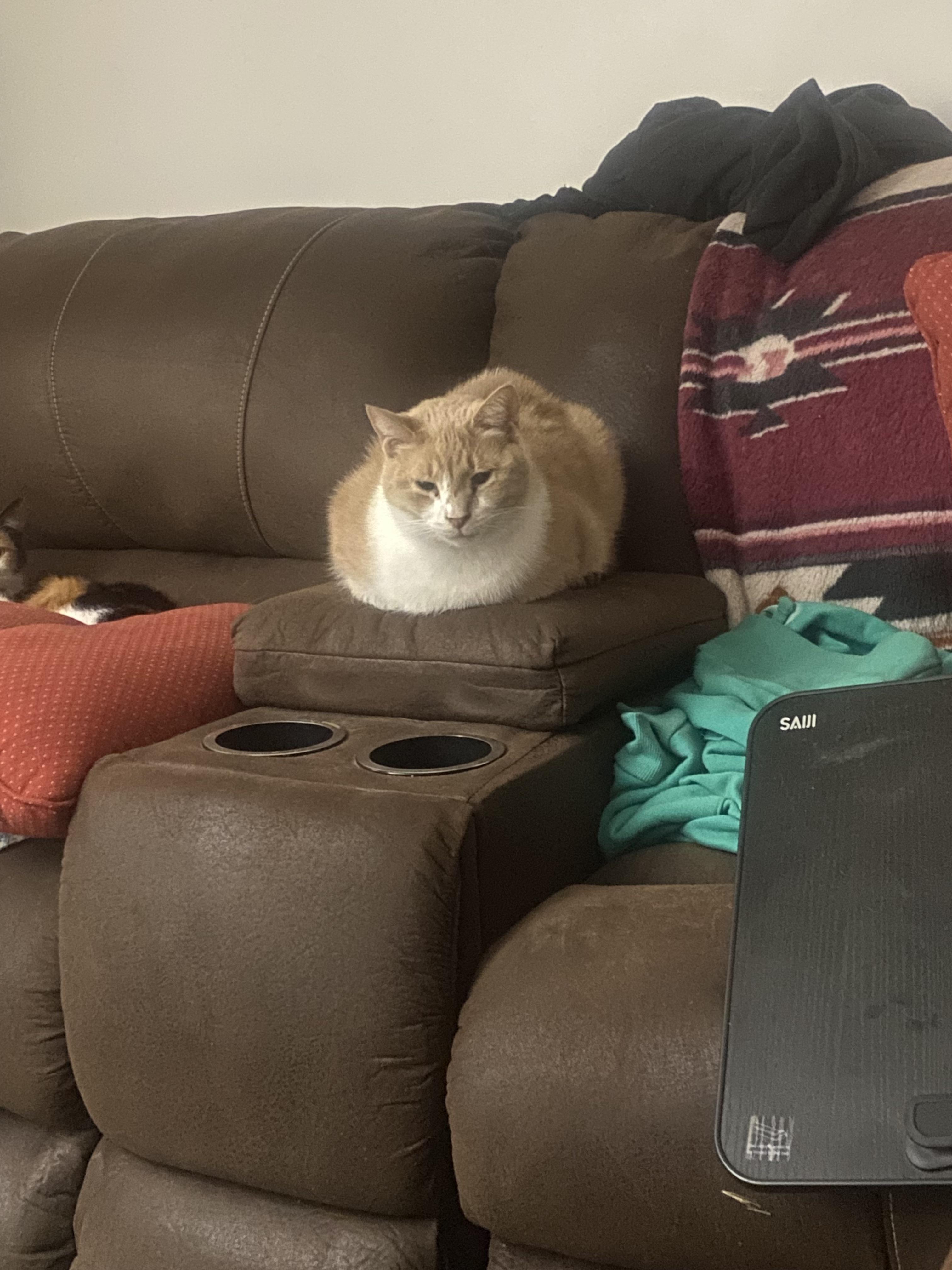 Orange loaf | Scrolller