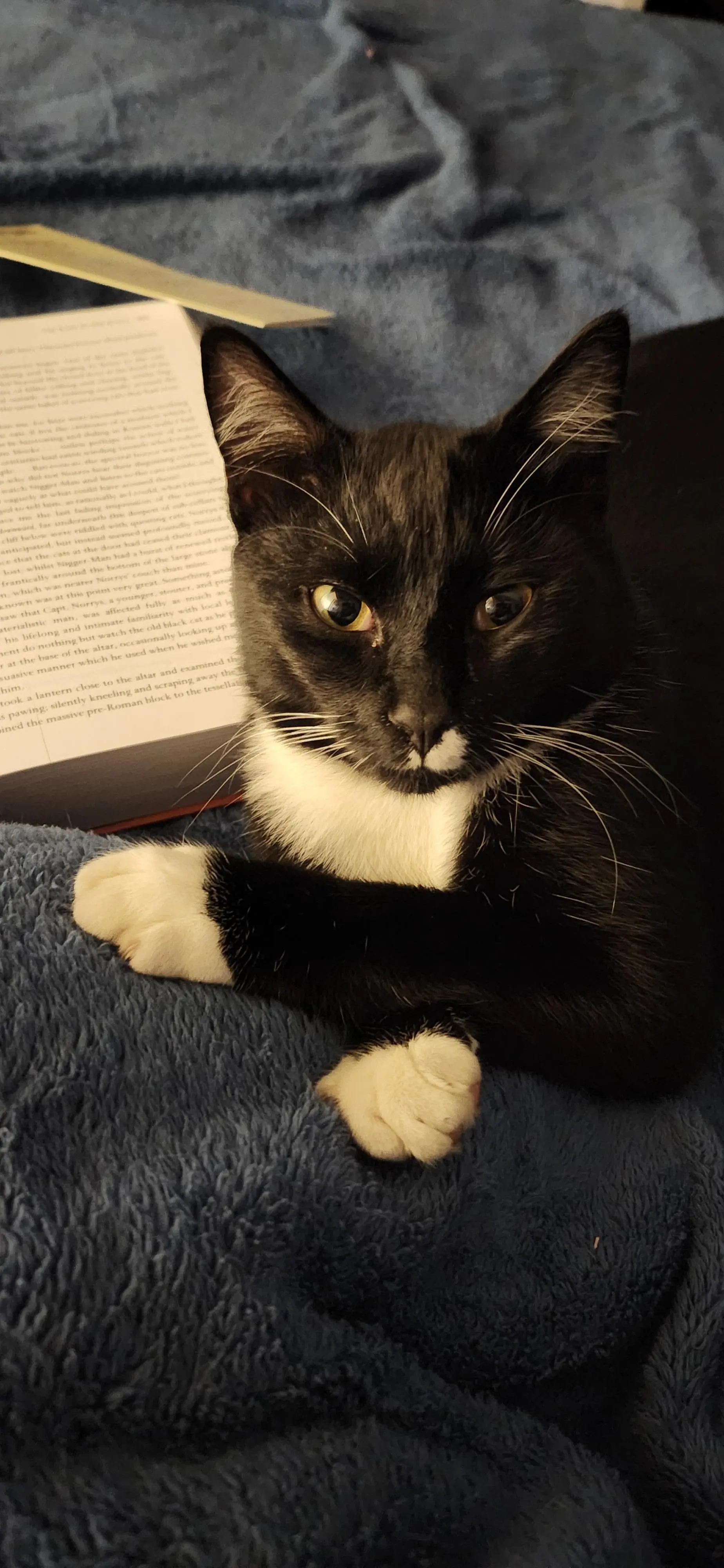 Oreo reading H.P. Lovecraft | Scrolller