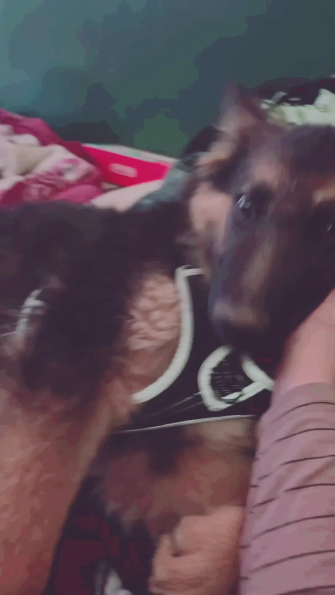 Oso the German Shepard ! | Scrolller