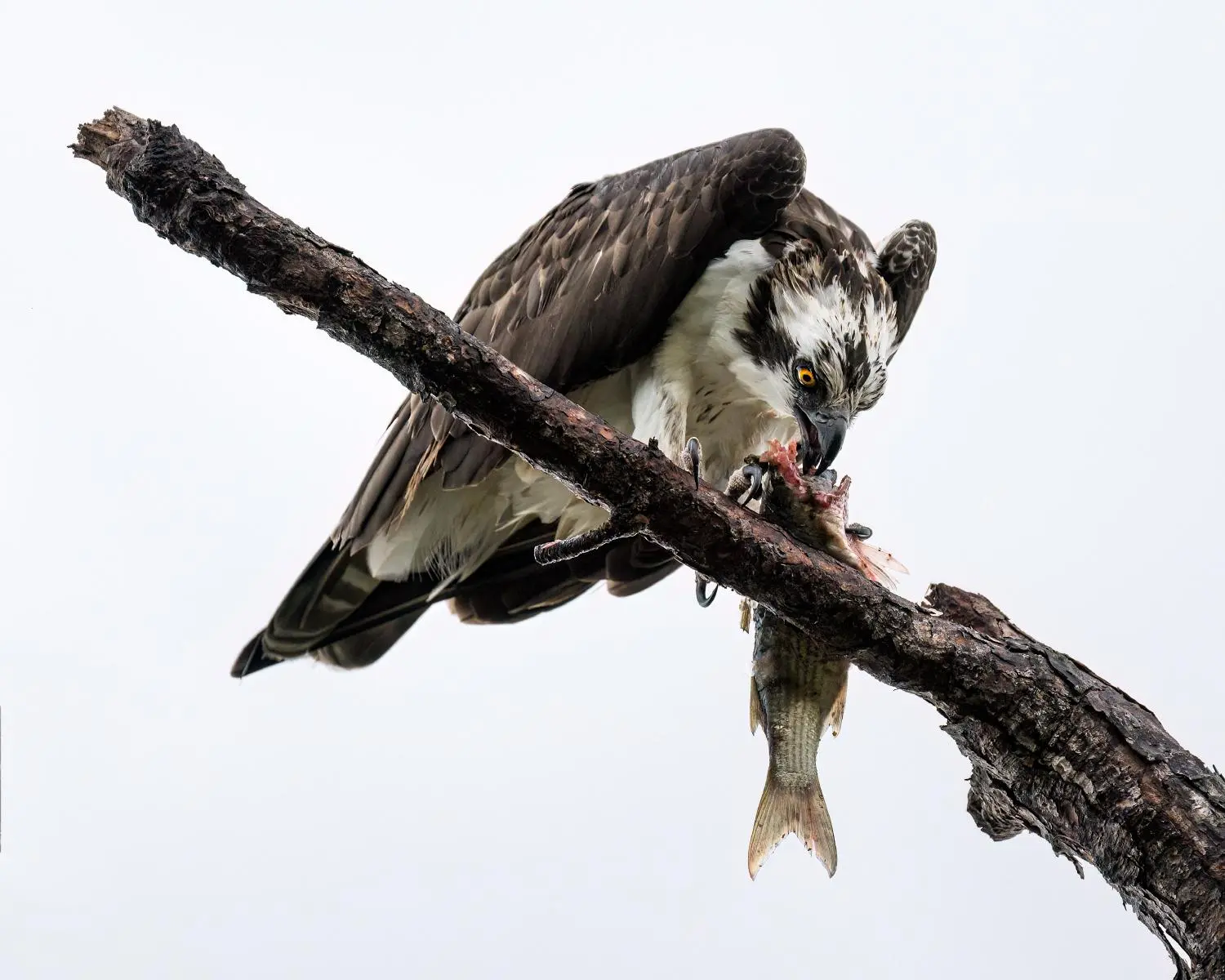 Osprey and meal | Scrolller