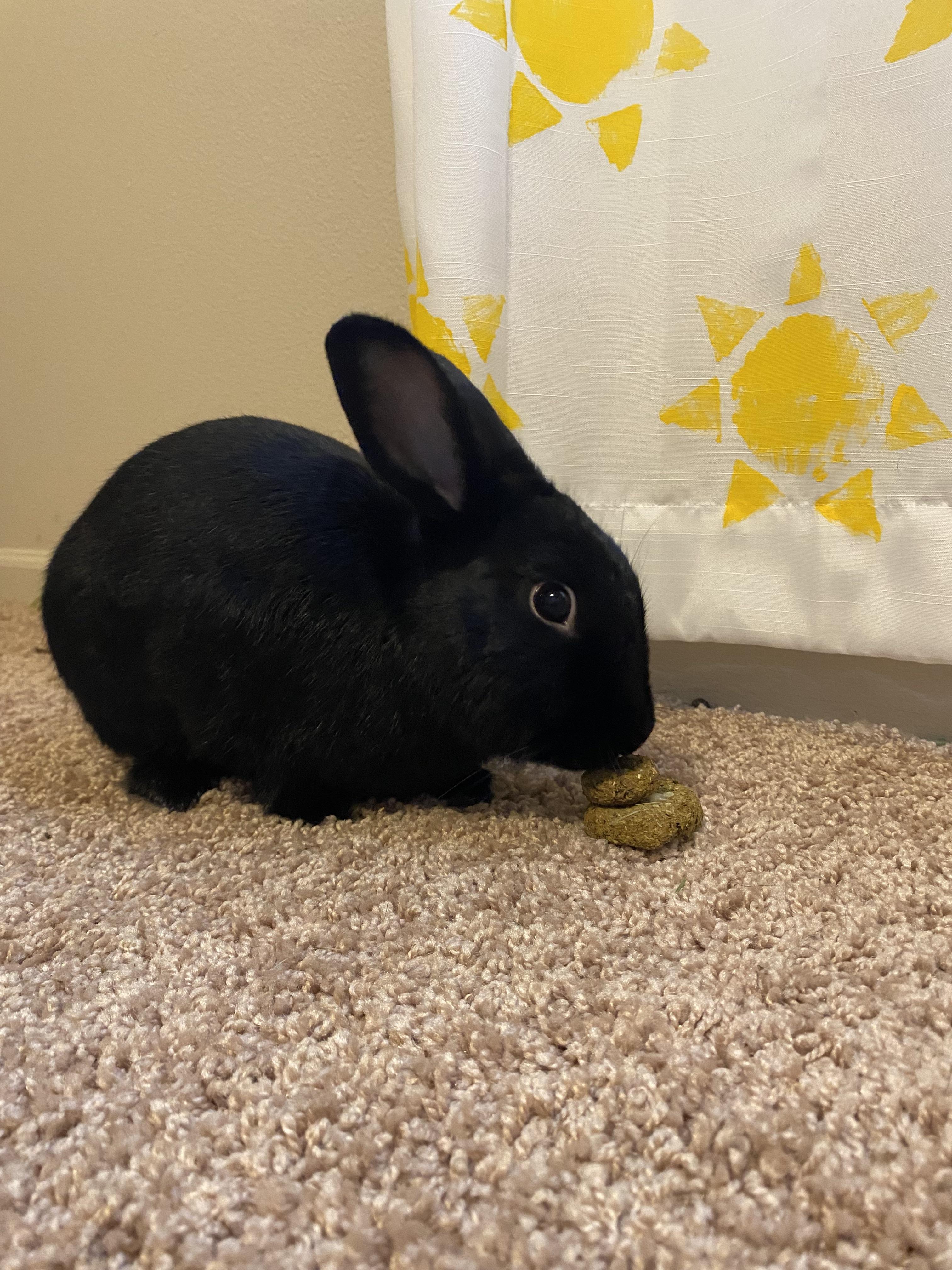 Discover more like Rabbits: Breed id for phoebe!? and Related Content | Scrolller