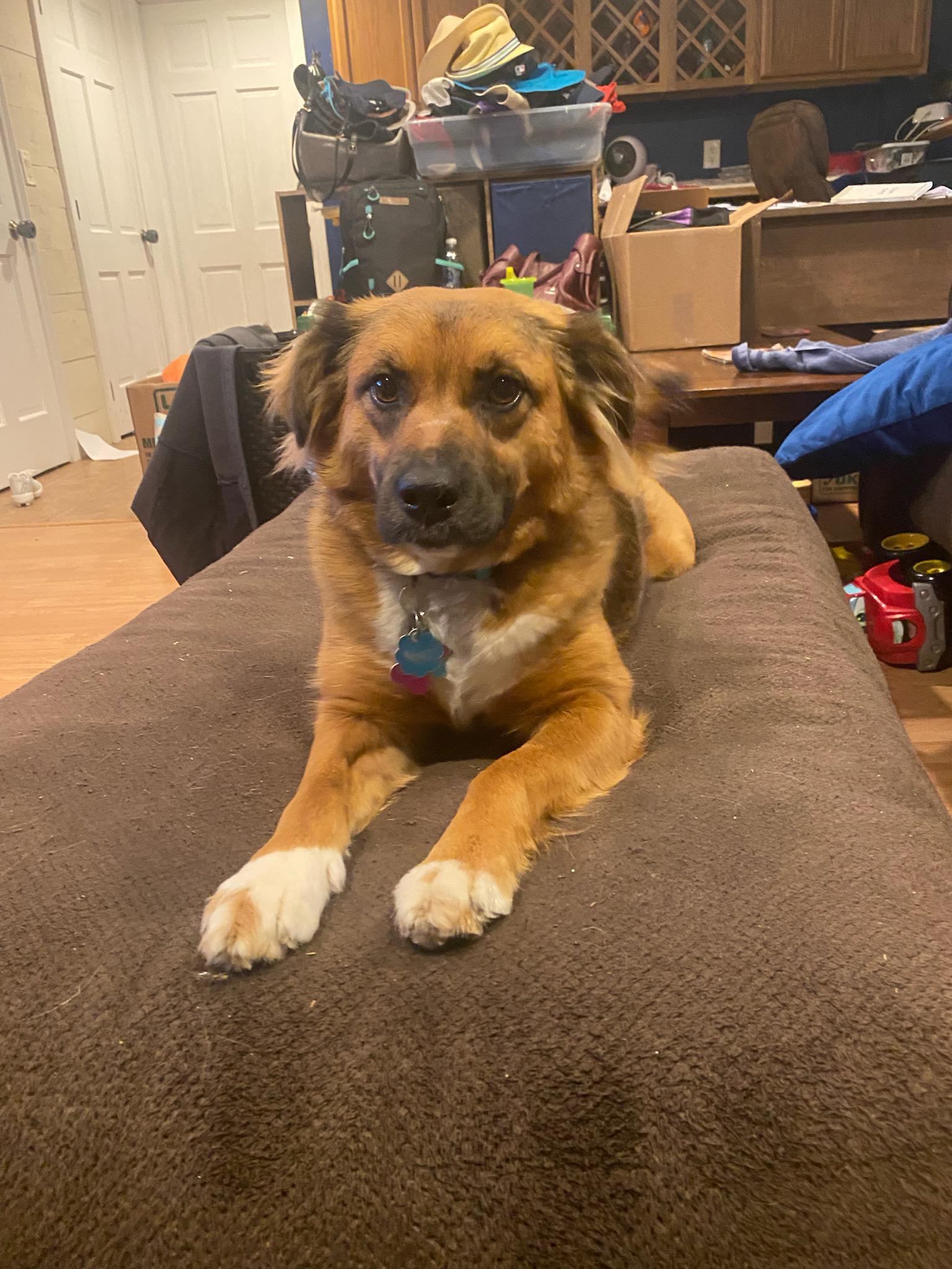 Kit overview + dog | Scrolller