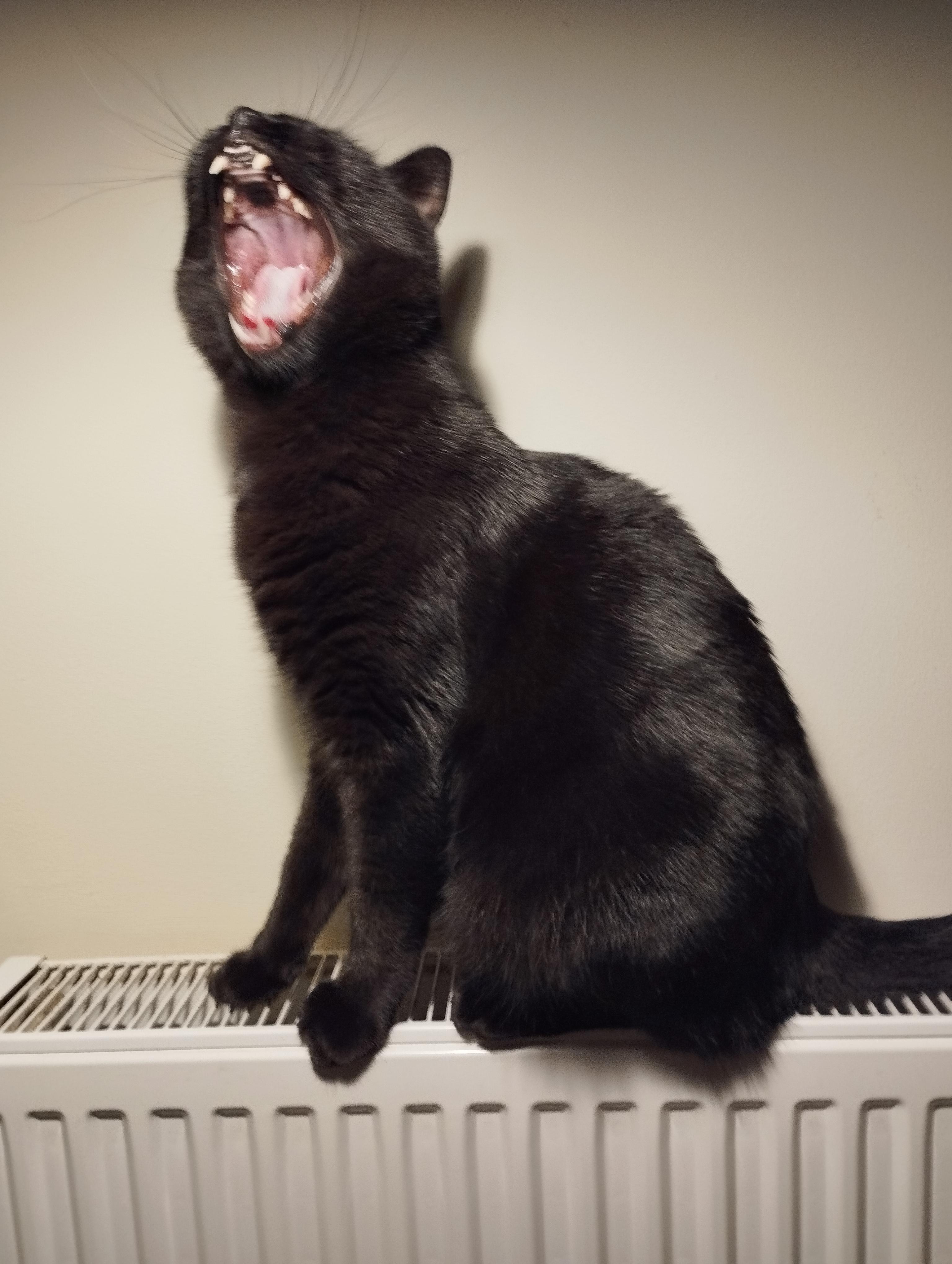 Discover more like VoidCats: The 3 stages of yawning and Related ...