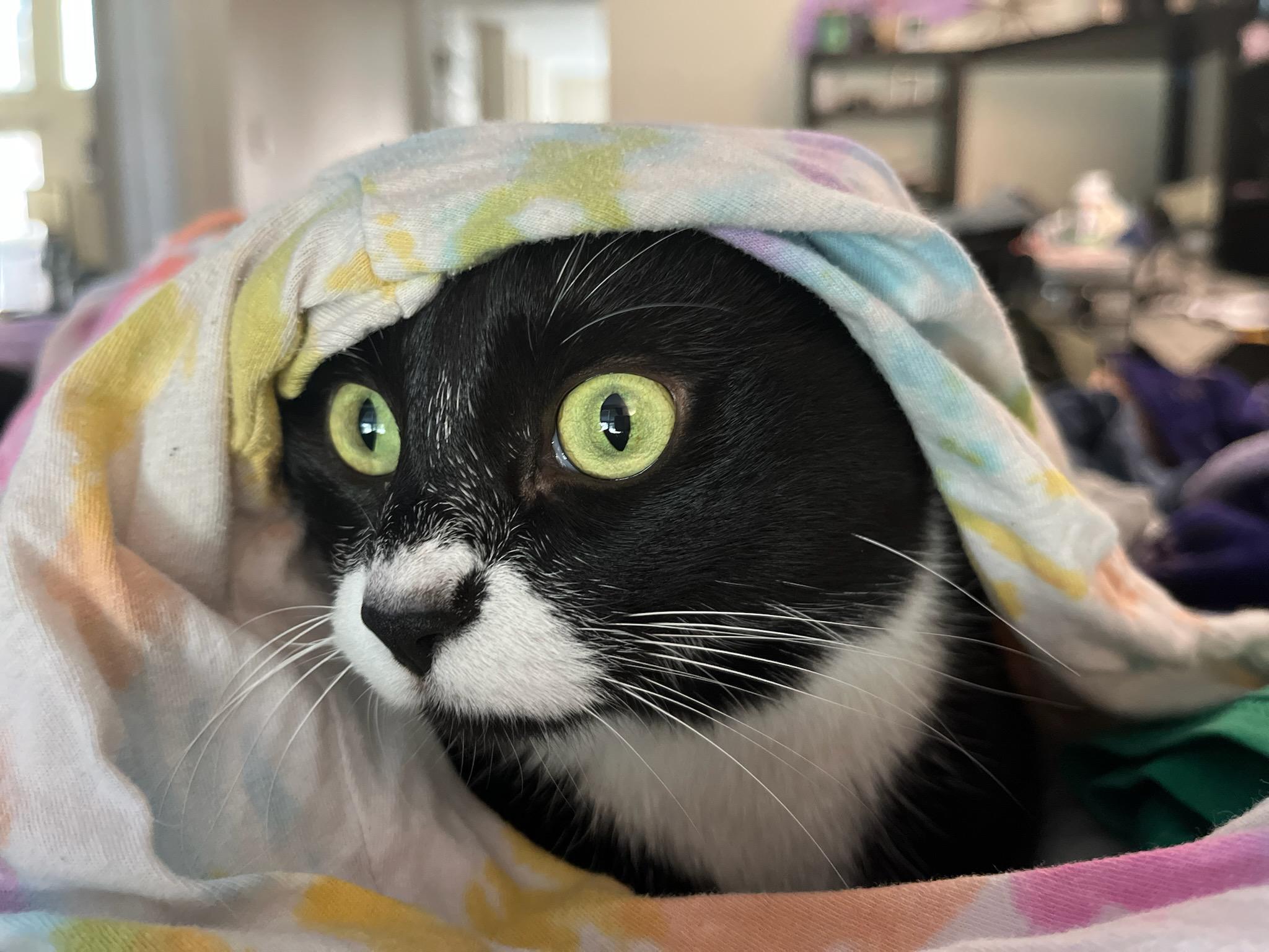 Our cat is addicted to laundry piles | Scrolller