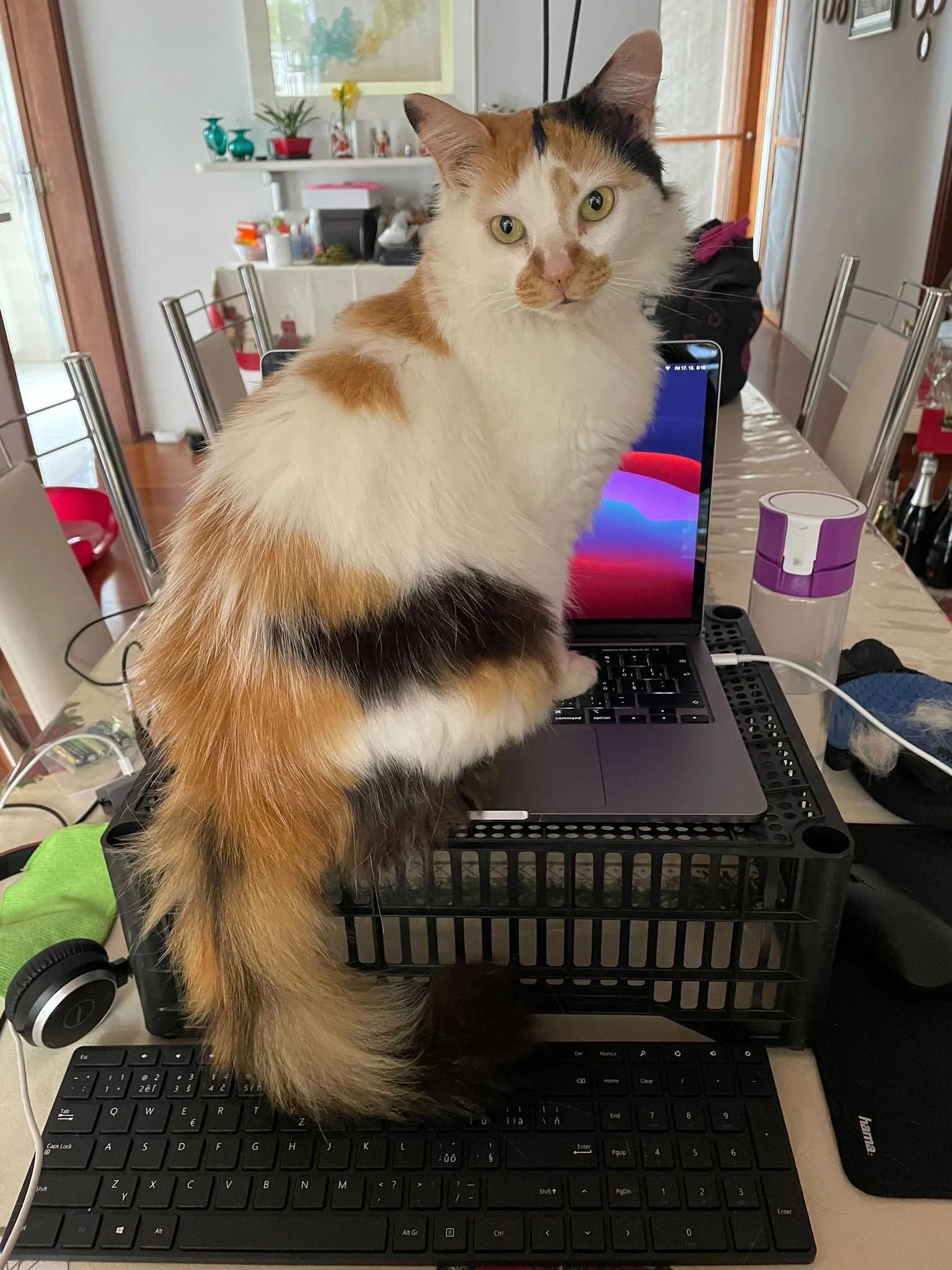 Our Lady Clara | Scrolller