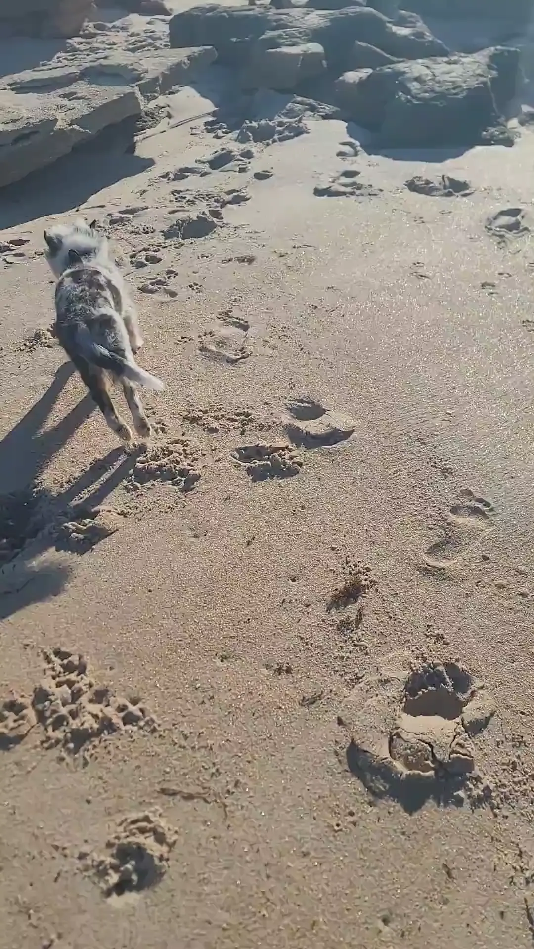 Discover more like Aww: Our new boy Cujo's first time at the beach and Related Content | Scrolller