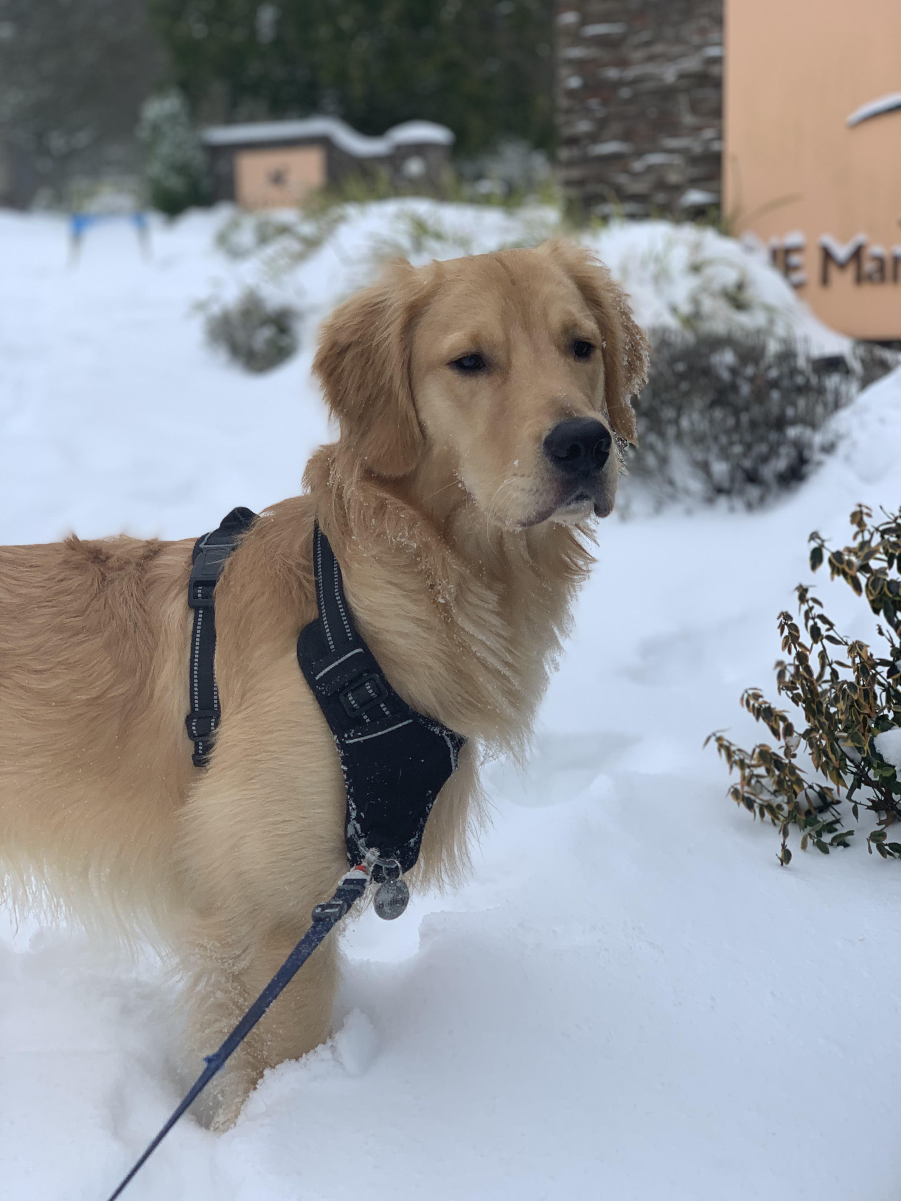 Our usually happy boy, Bailey, showing off his handsome side | Scrolller