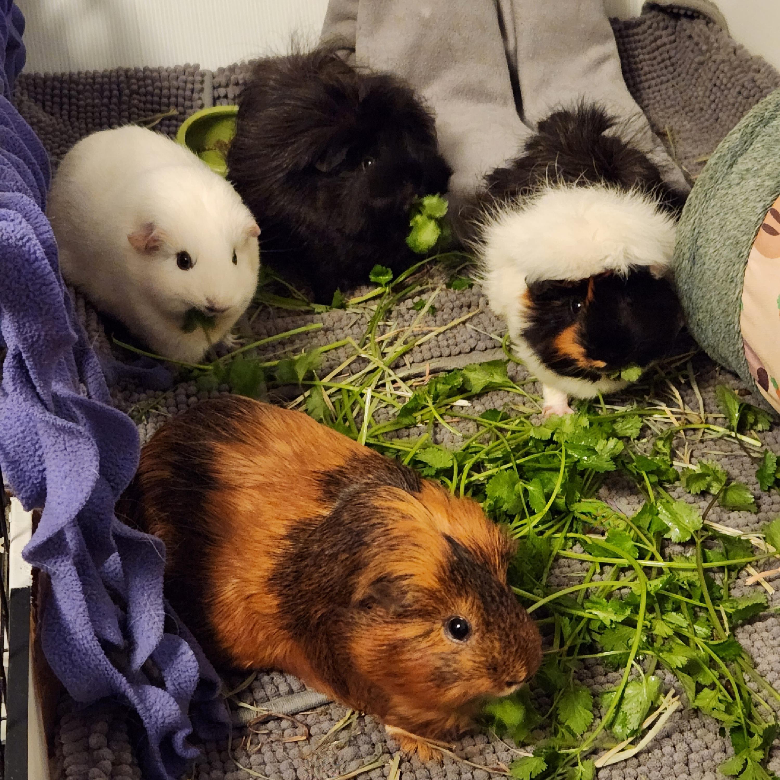 My chonk and chonk Jr. | Scrolller