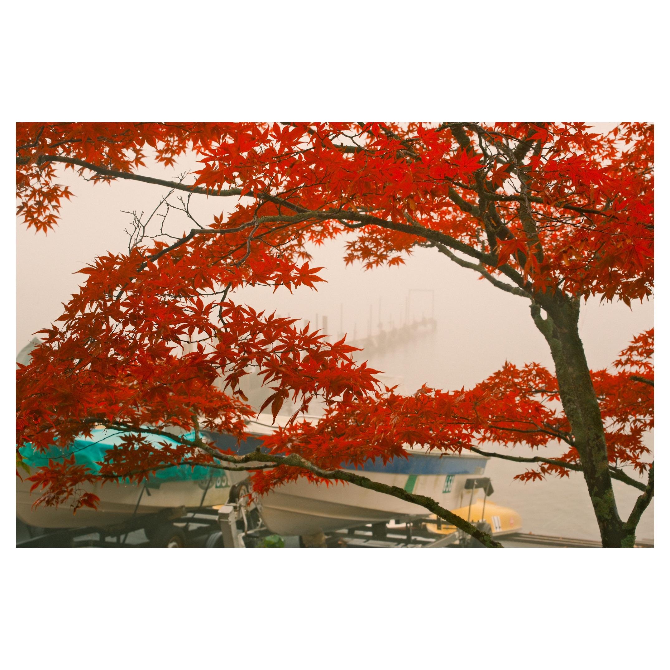 Foggy day in Nikko | Scrolller