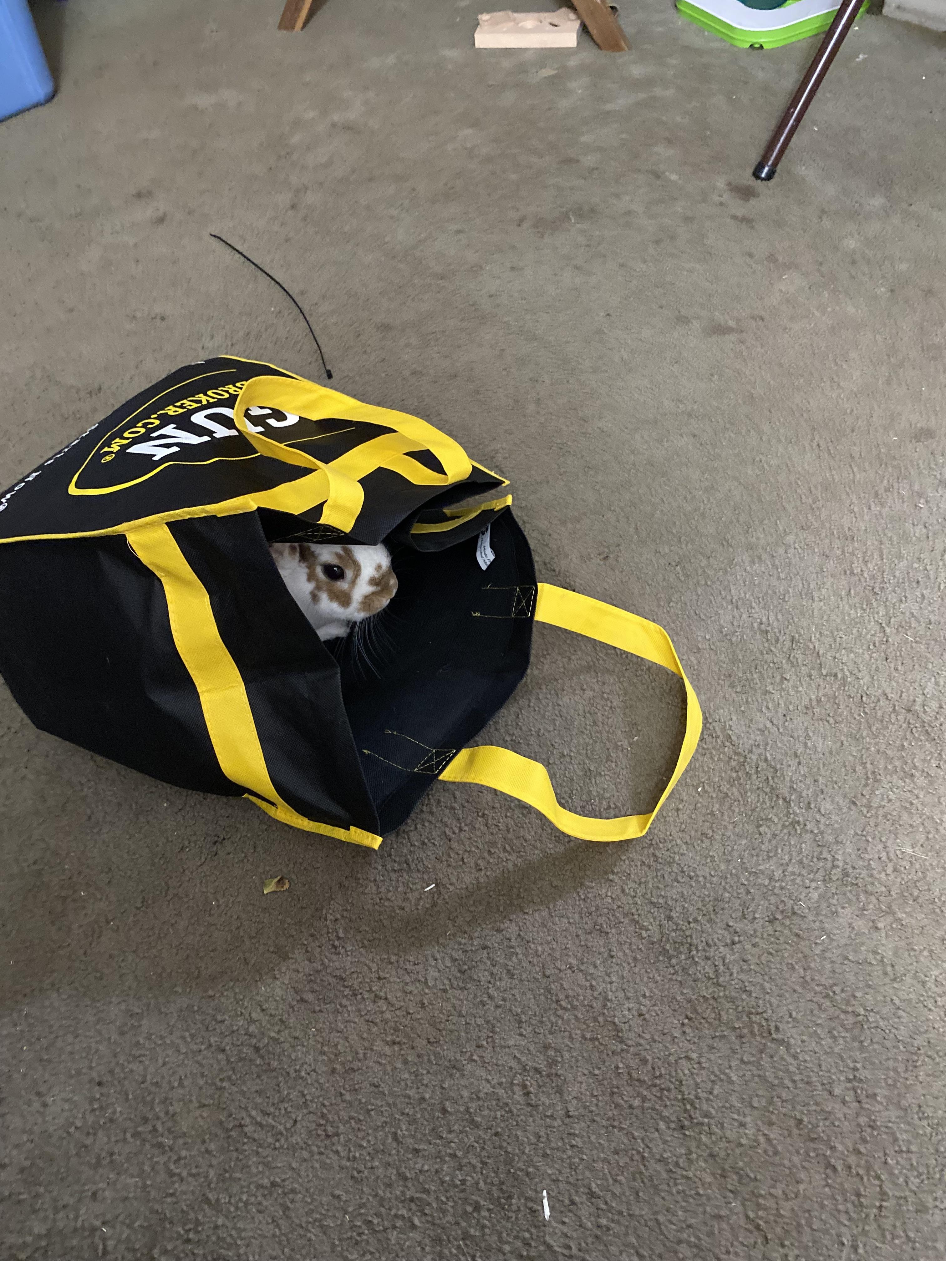 Caesar’s New House | Scrolller