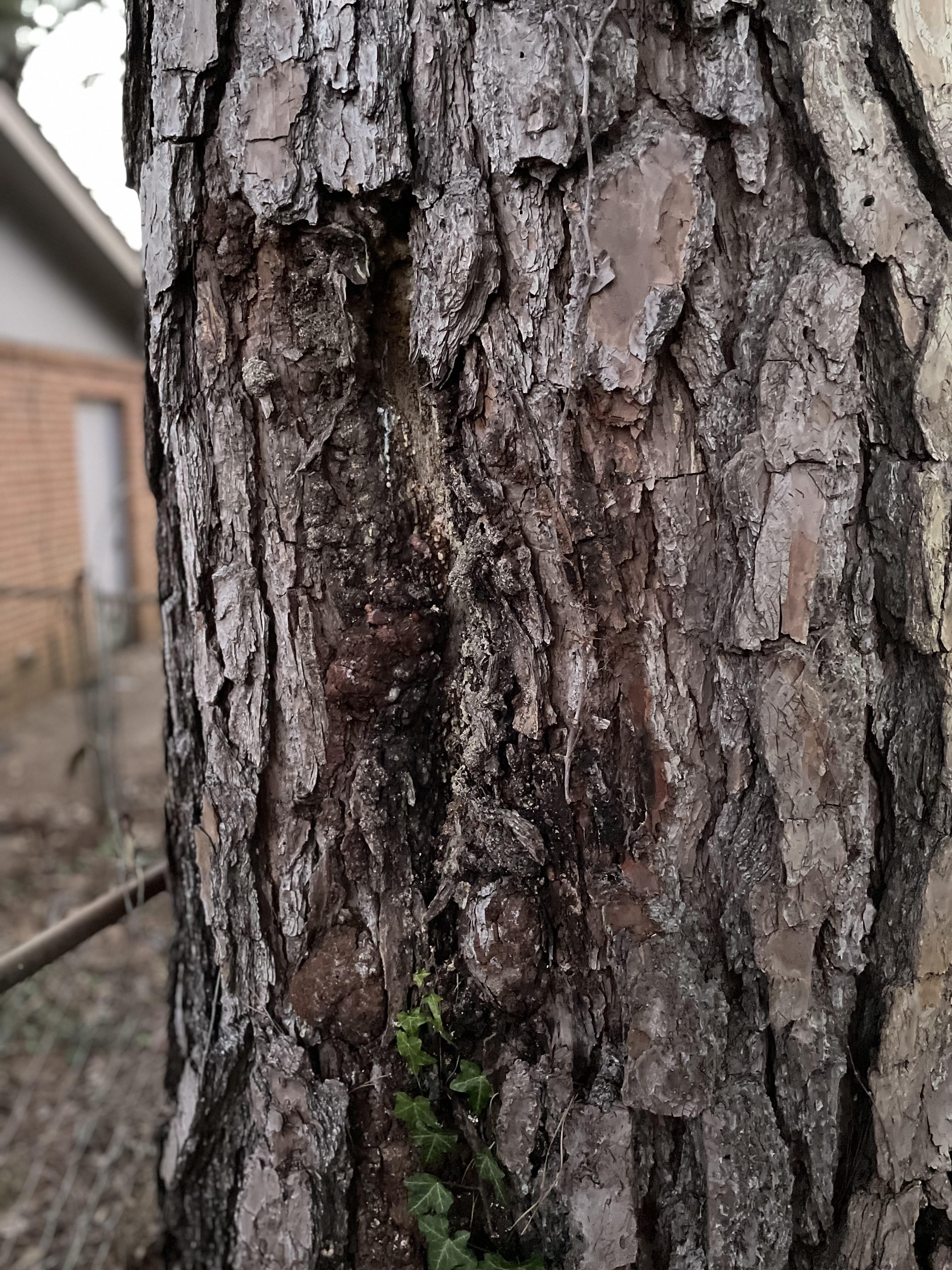 Is this an issue? | Scrolller