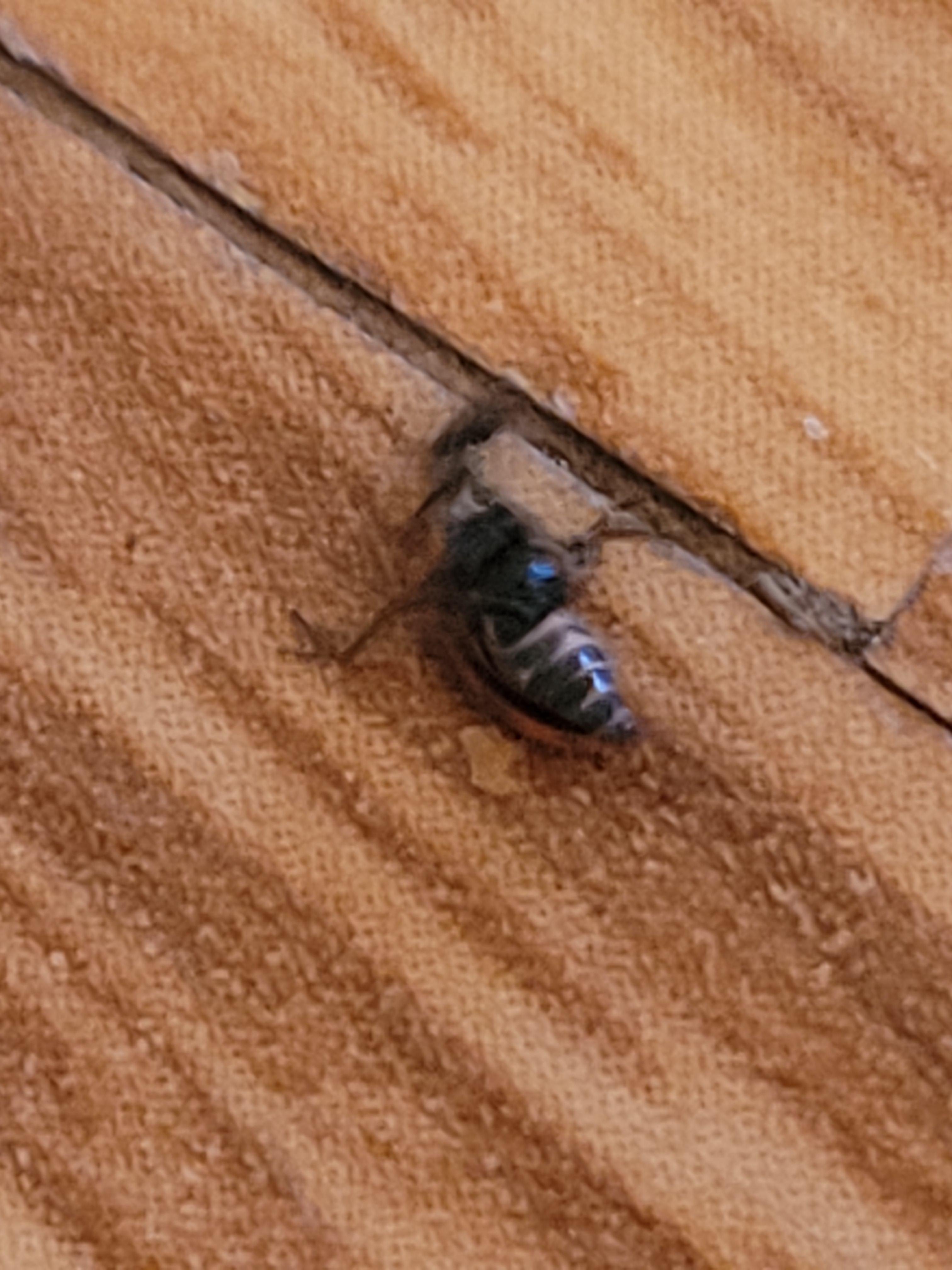 Insect ID | Scrolller