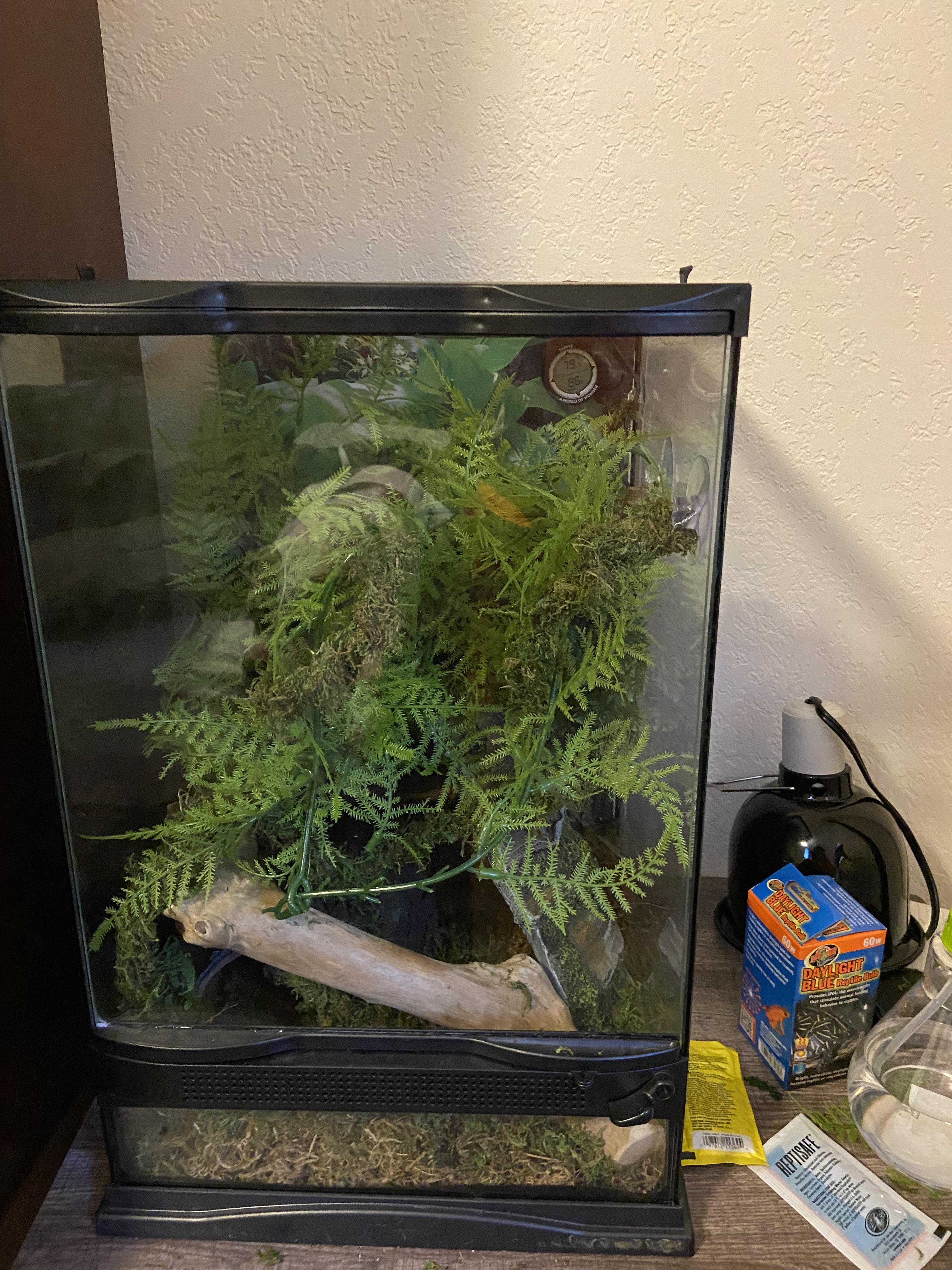 How does my setup /crested gecko look? | Scrolller