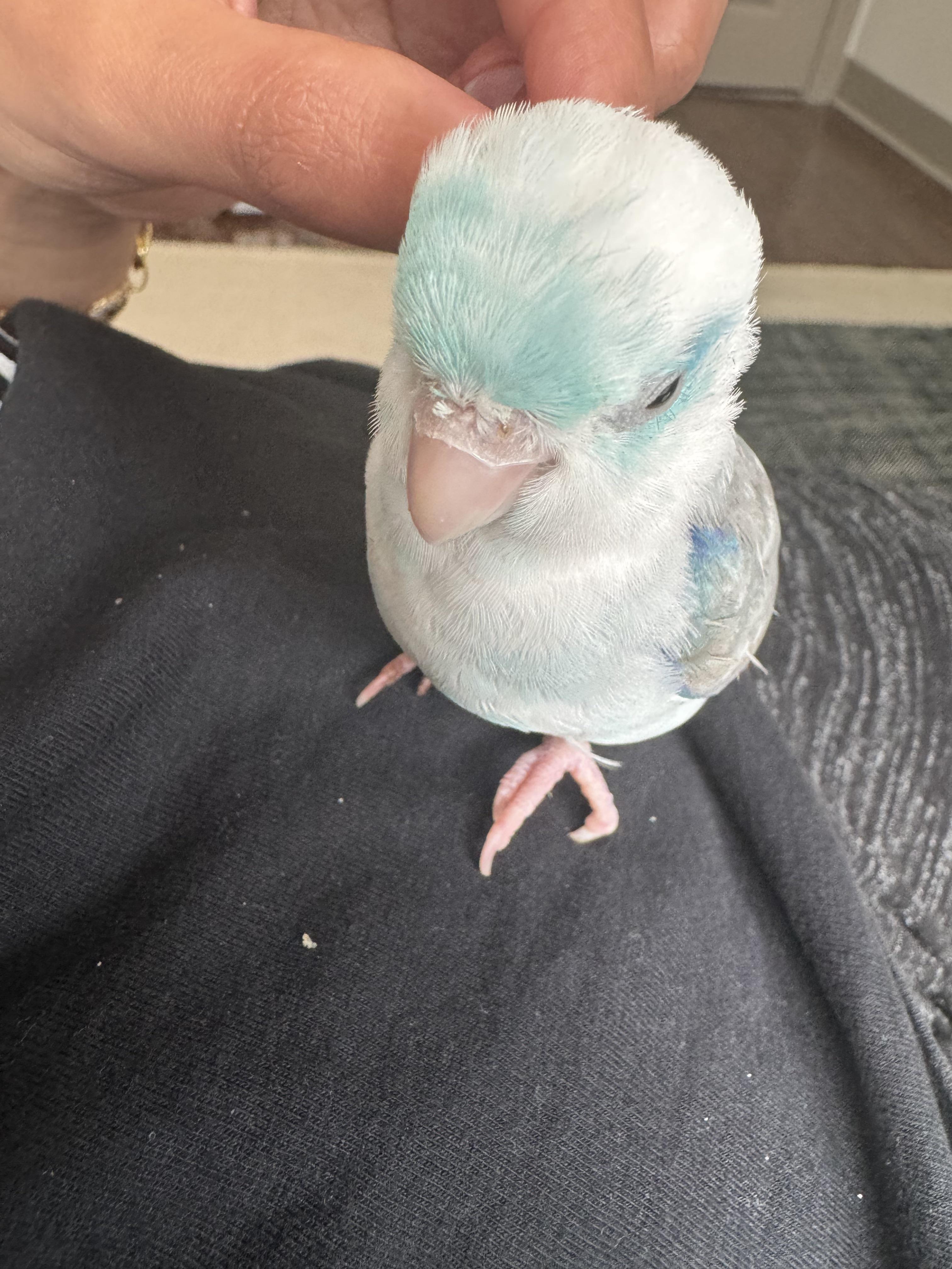 Parrotlet has gout | Scrolller