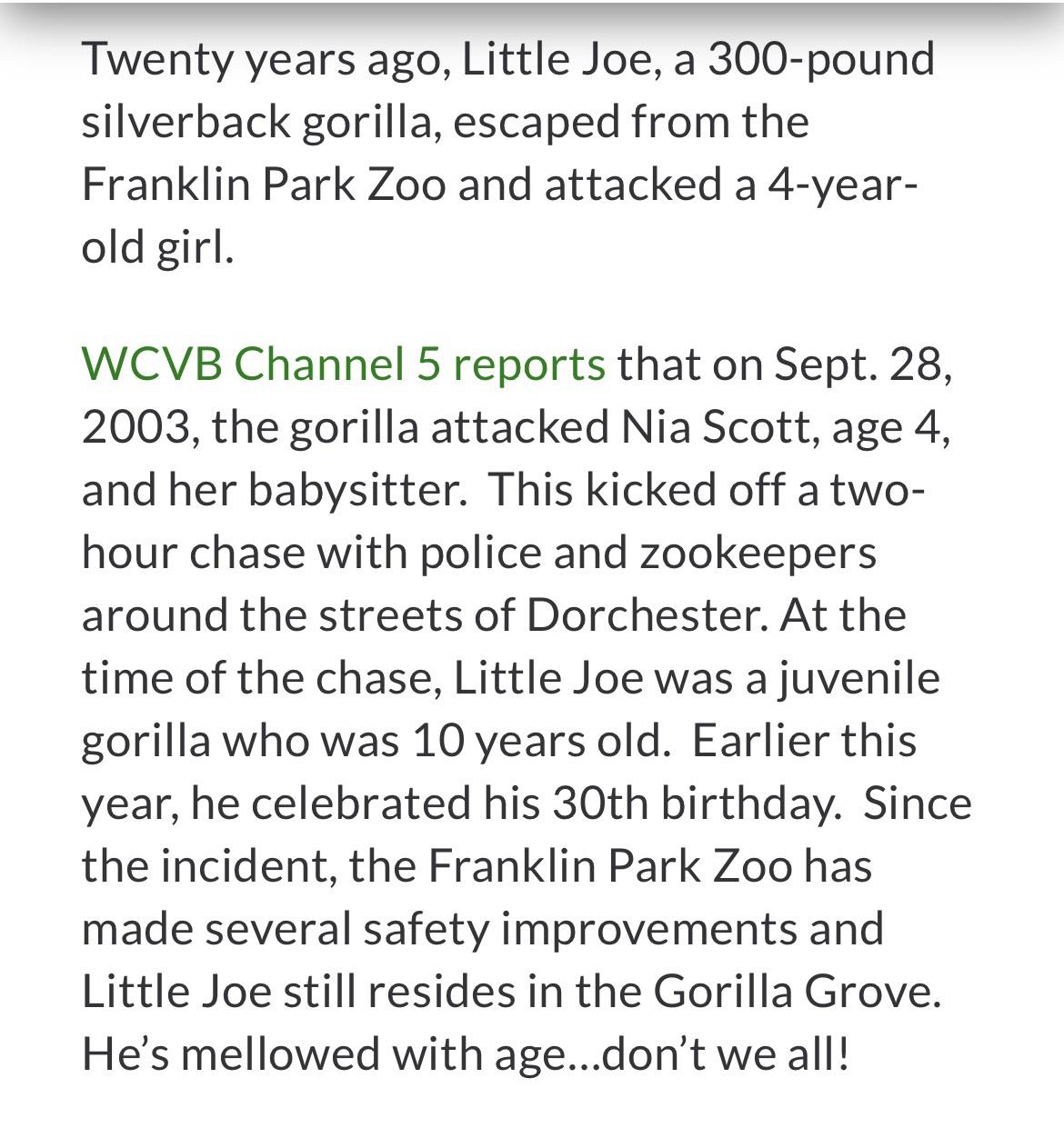 Little Joe 2025 🦍Franklin Park Zoo ☘️ | Scrolller