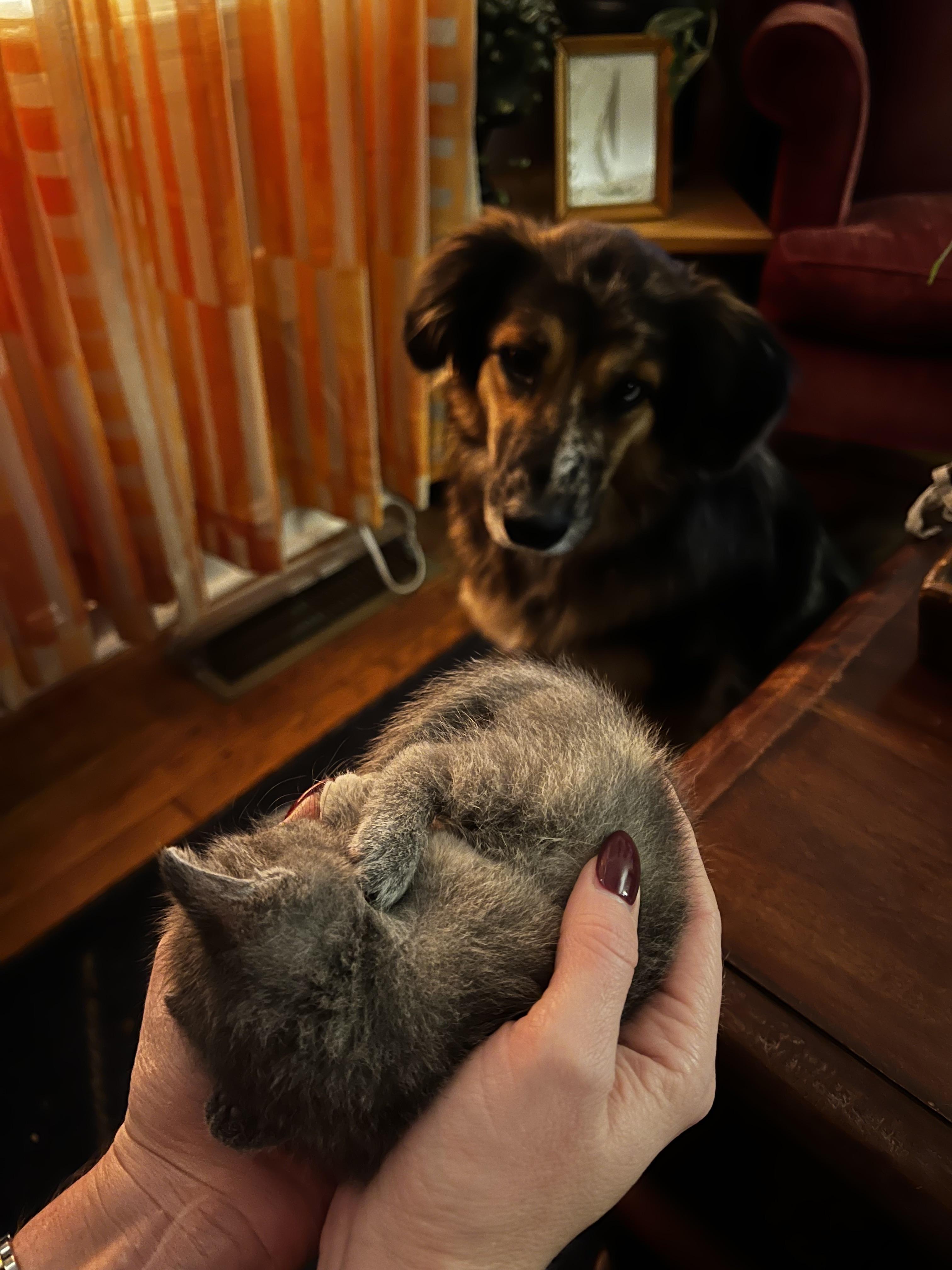 A sleep nugget and her over watch 🐈‍⬛🥹🐕 | Scrolller