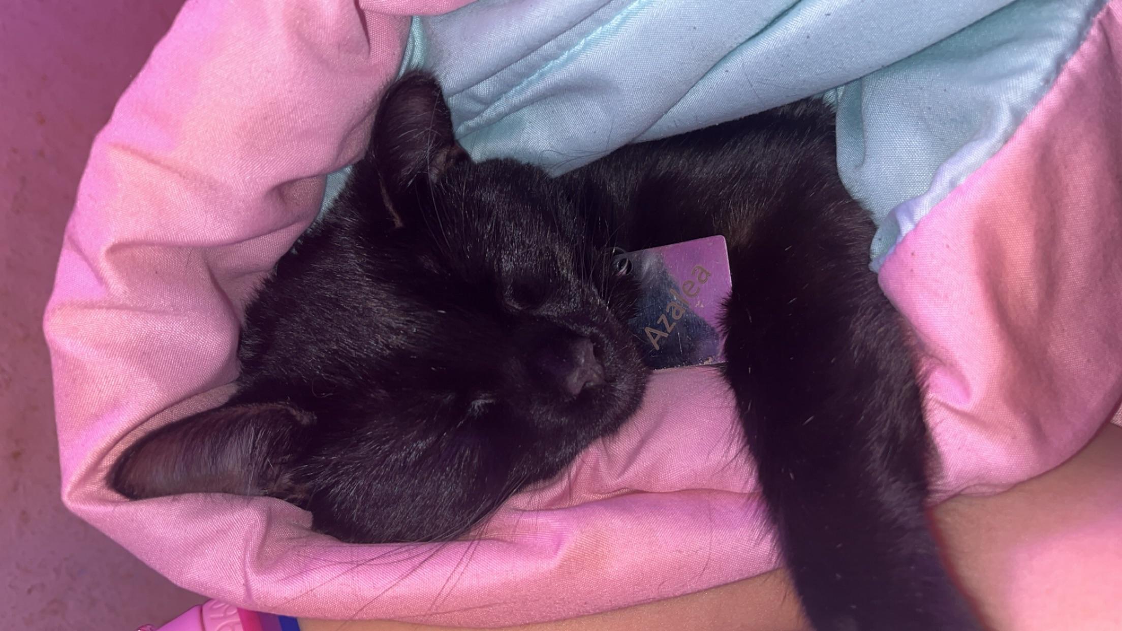 Any idea why my void is turning white? | Scrolller