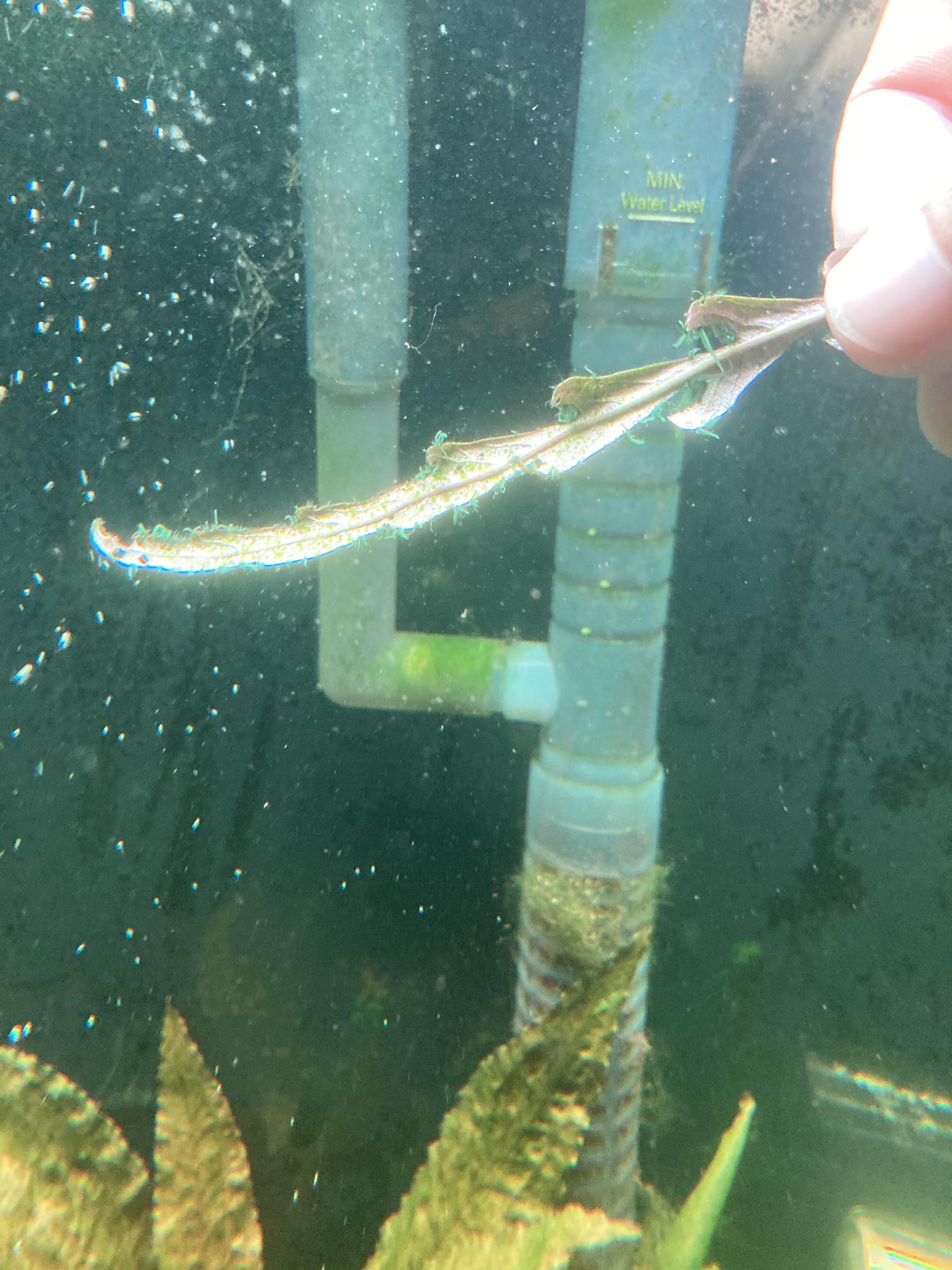 Plant/algae(?) ID | Scrolller