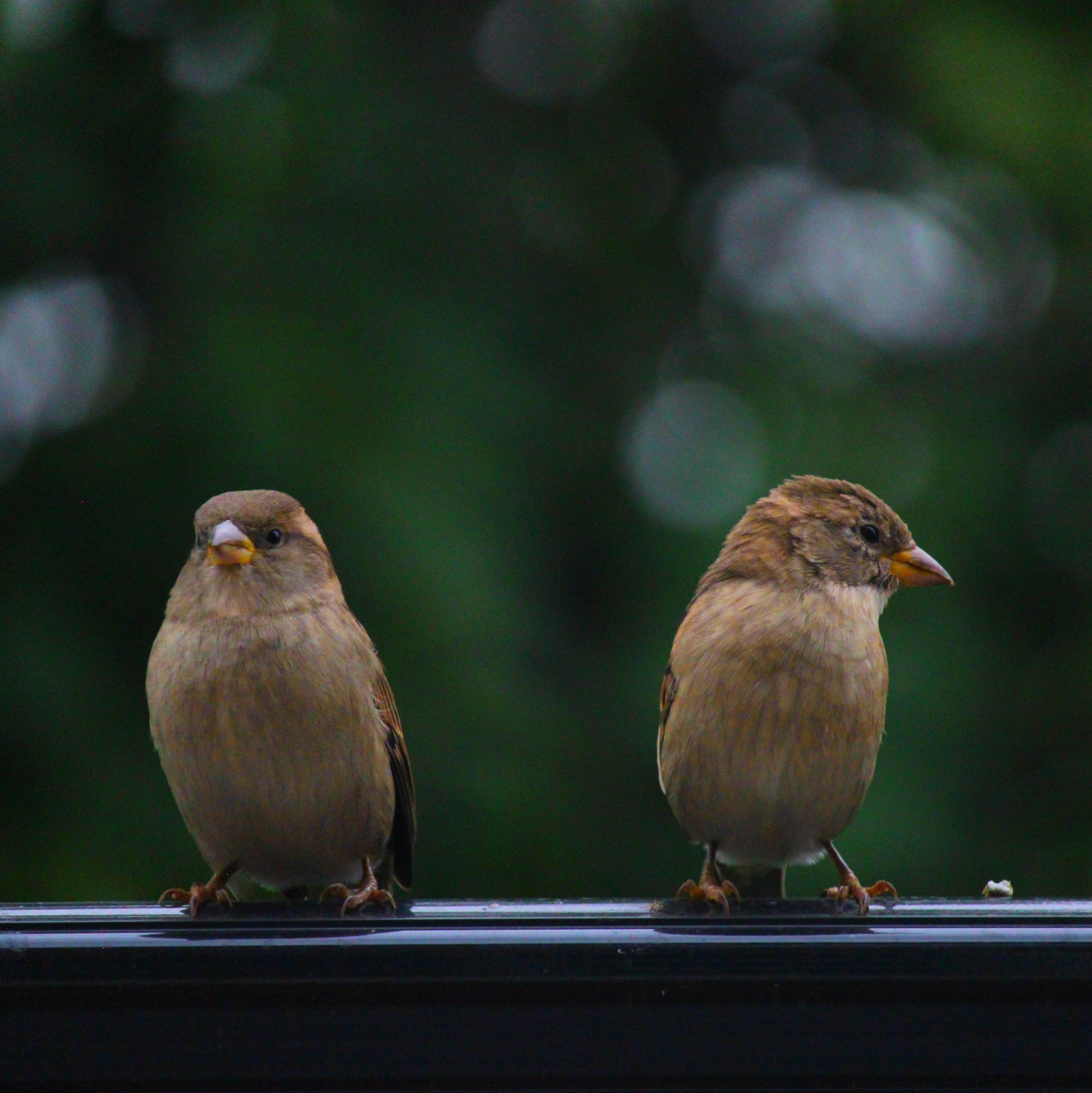 Female house sparrows are very cute | Scrolller