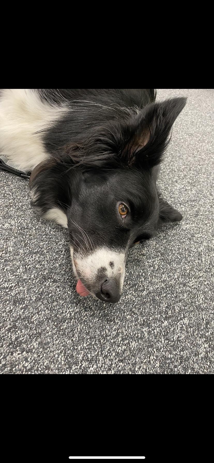 Obi’s tongue is too big for his mouth. He has a permanent mlem :) | Scrolller