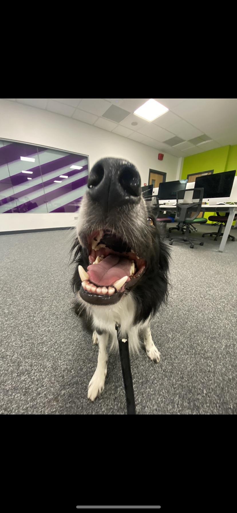 Obi’s tongue is too big for his mouth. He has a permanent mlem :) | Scrolller