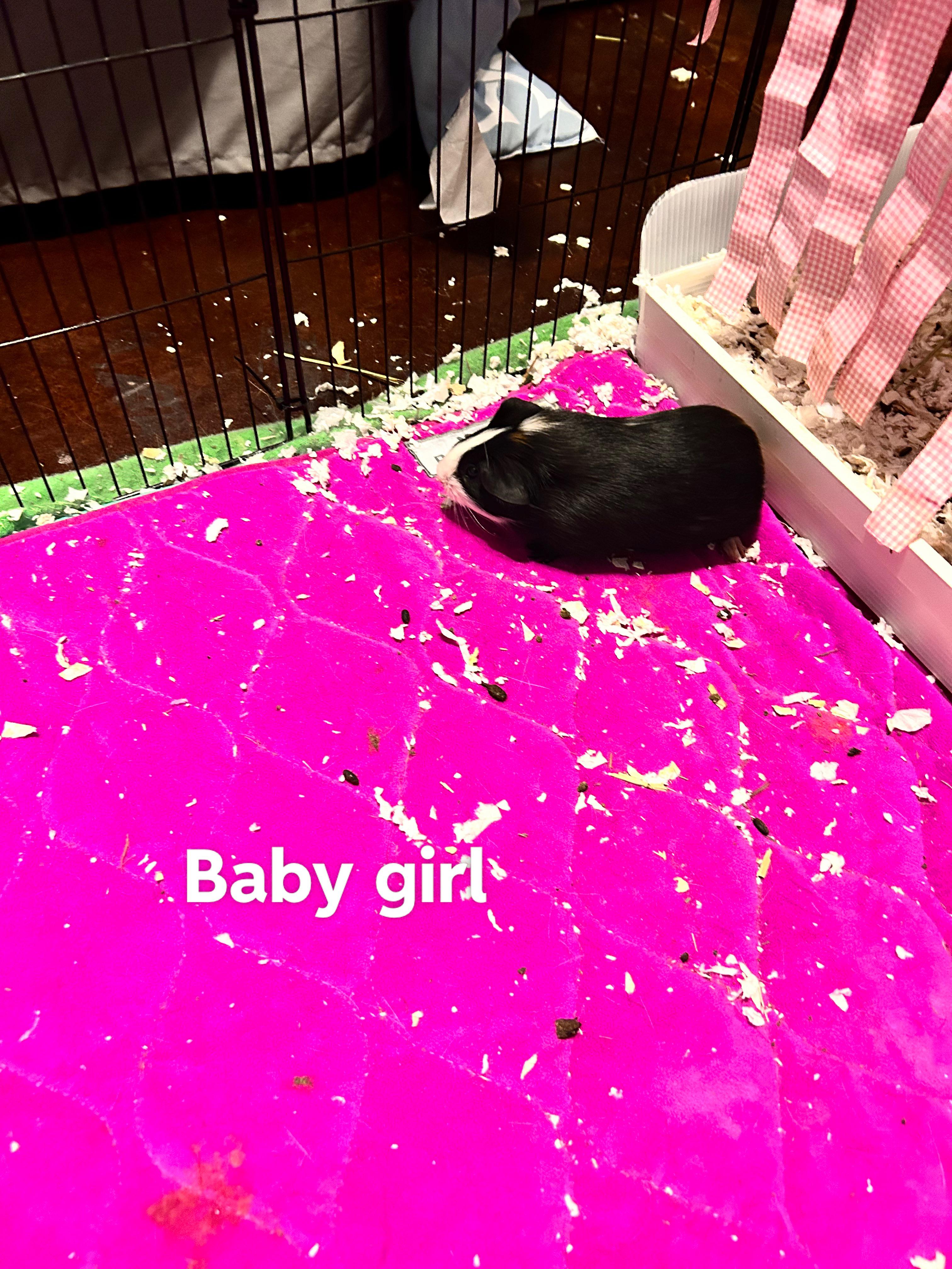 Going from multiple piggies to one | Scrolller