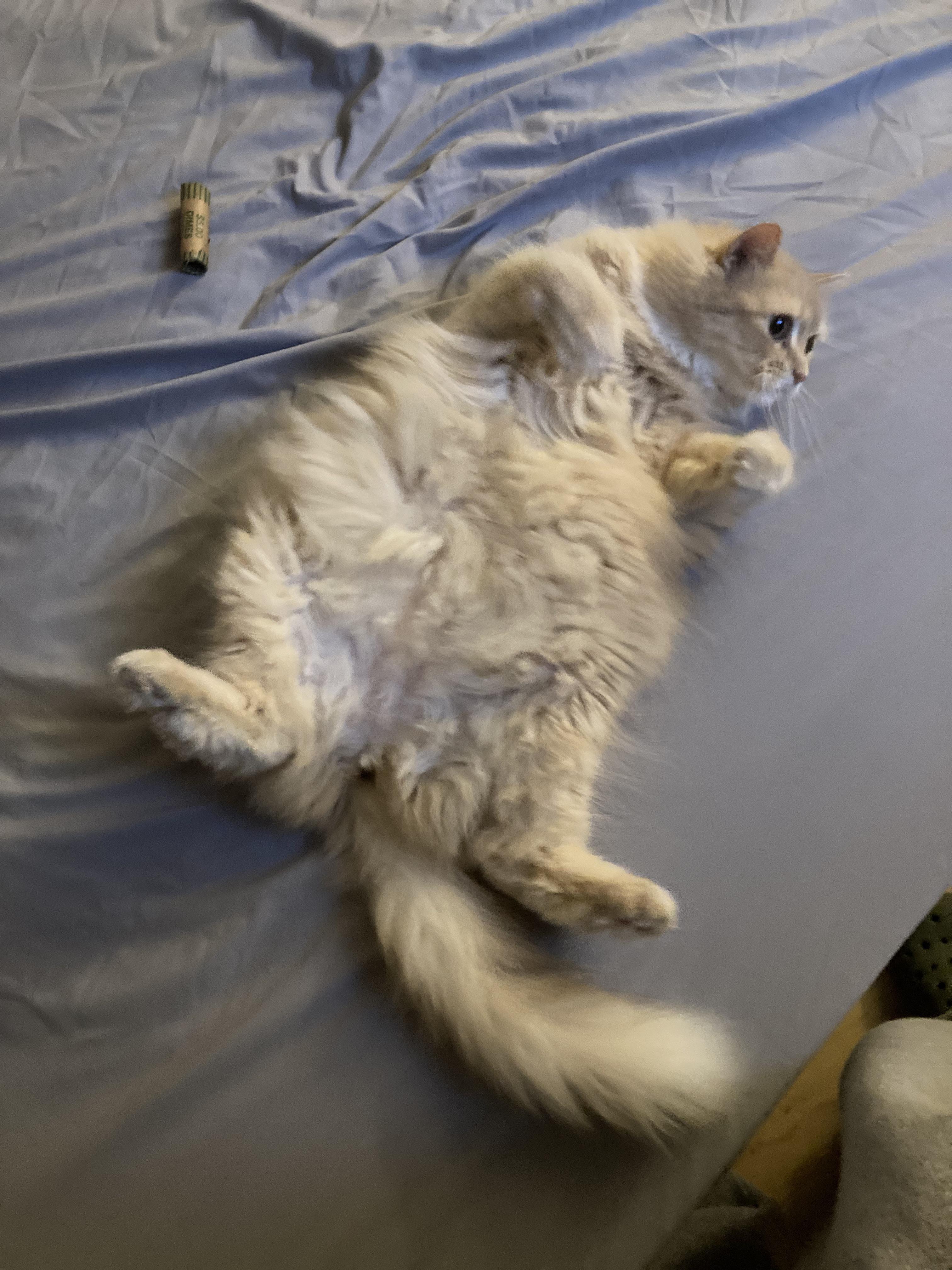 Monkey belly!!!! She so purdy!! | Scrolller