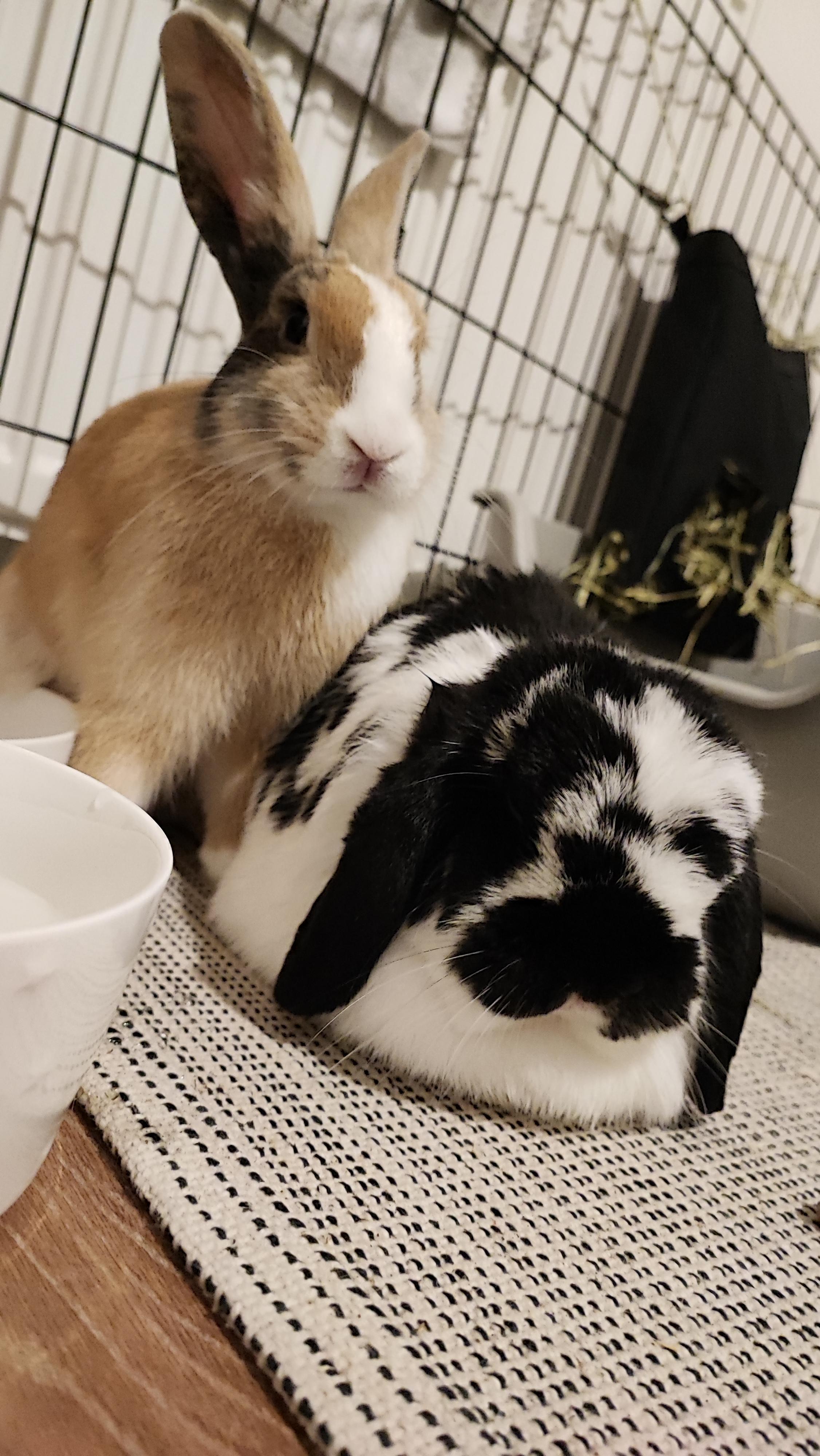 First time pottery painting. Decided to do a bowl for bunnies based loosely on the photo. Behold ...